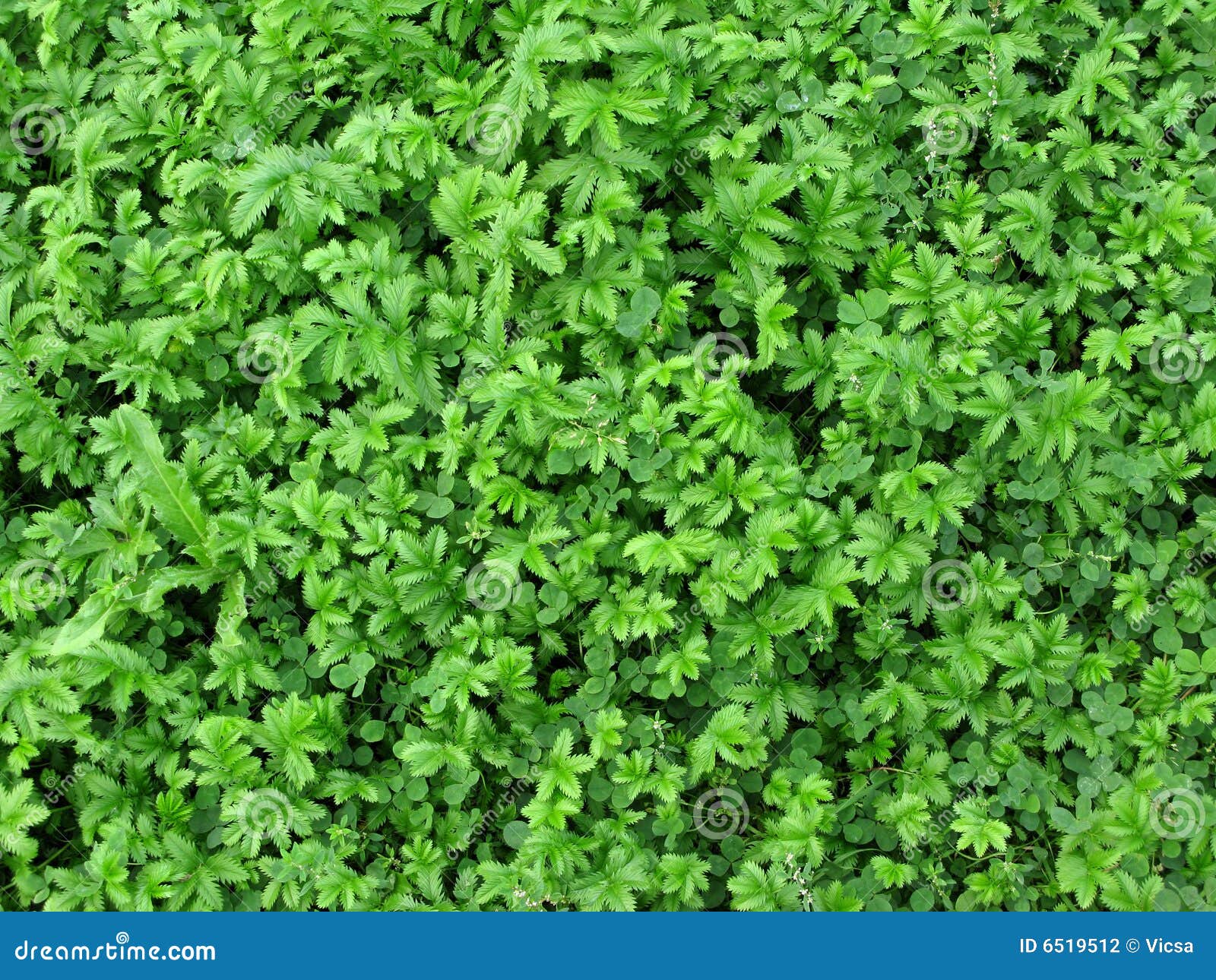 Textura de la hierba verde foto de archivo. Imagen de verde - 6519512