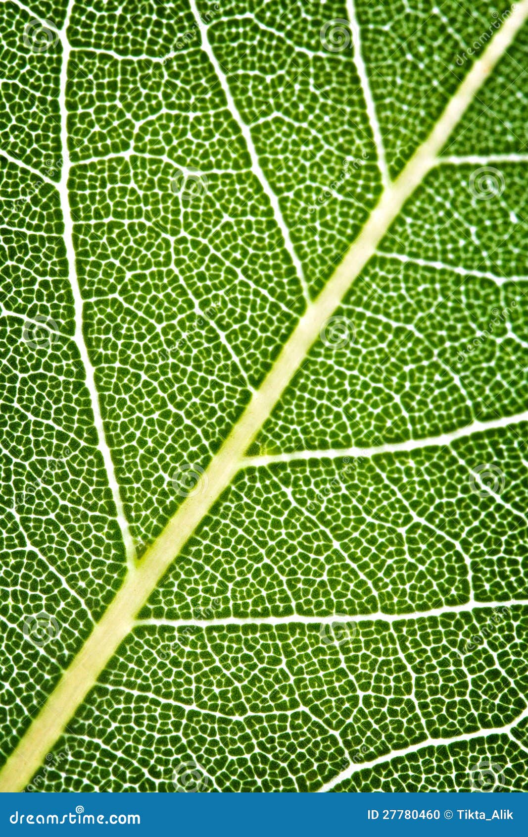 Textura de la hoja foto de archivo. Imagen de extracto - 27780460