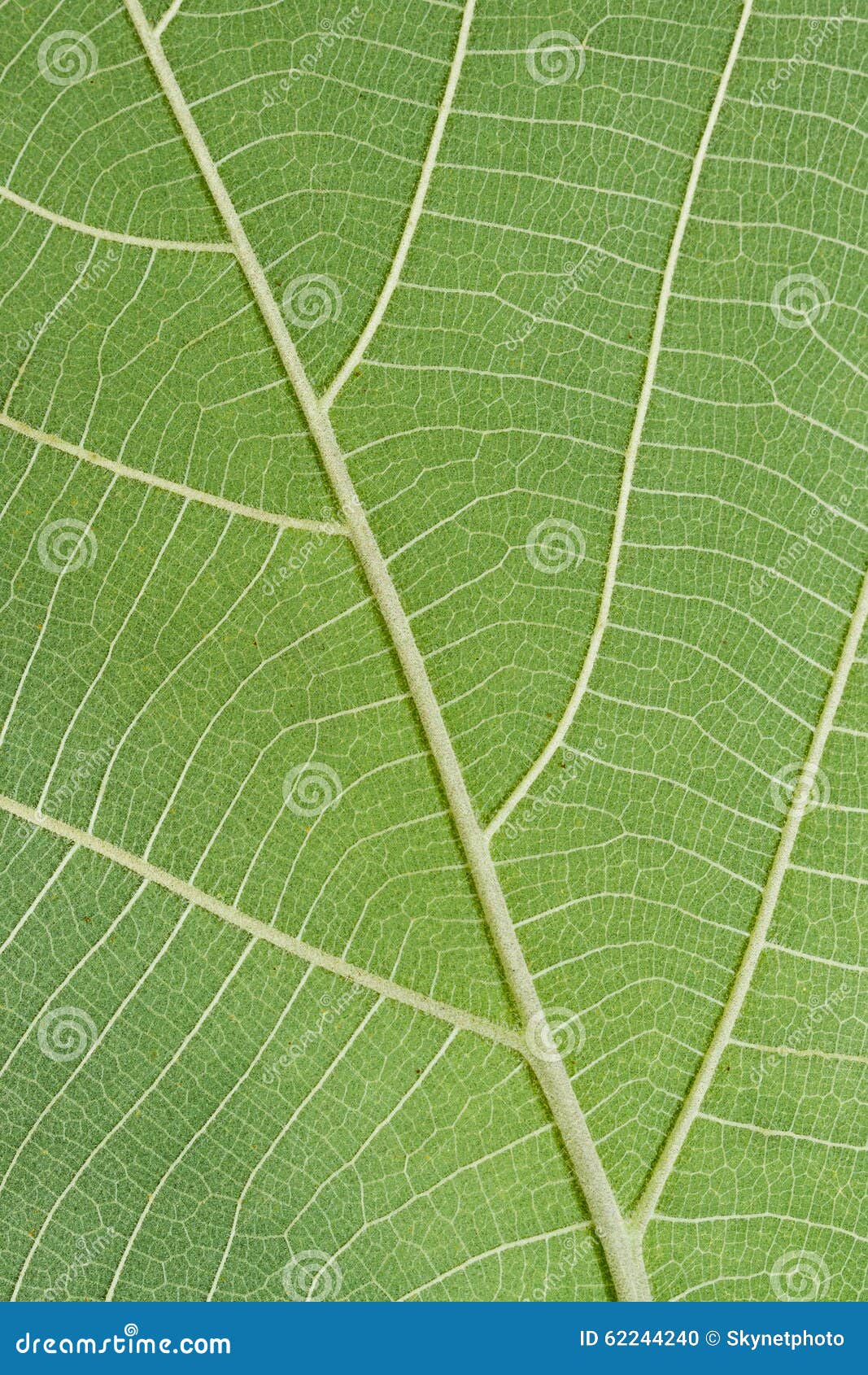 Textura de la hoja foto de archivo. Imagen de rejilla - 62244240