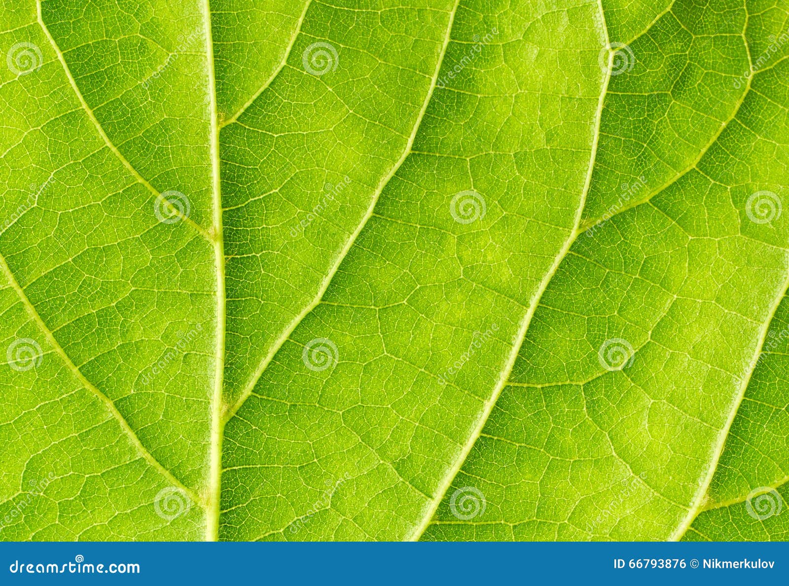 Textura de la hoja foto de archivo. Imagen de cierre - 66793876