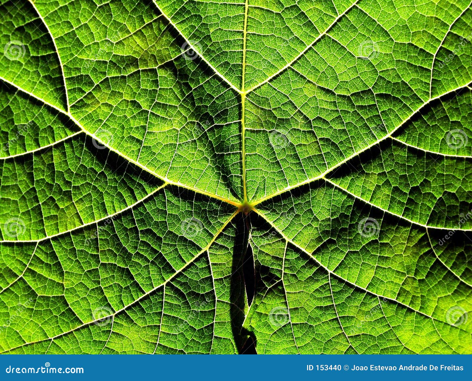 Textura De La Hoja De La Vid Foto de archivo - Imagen de verano, hoja ...