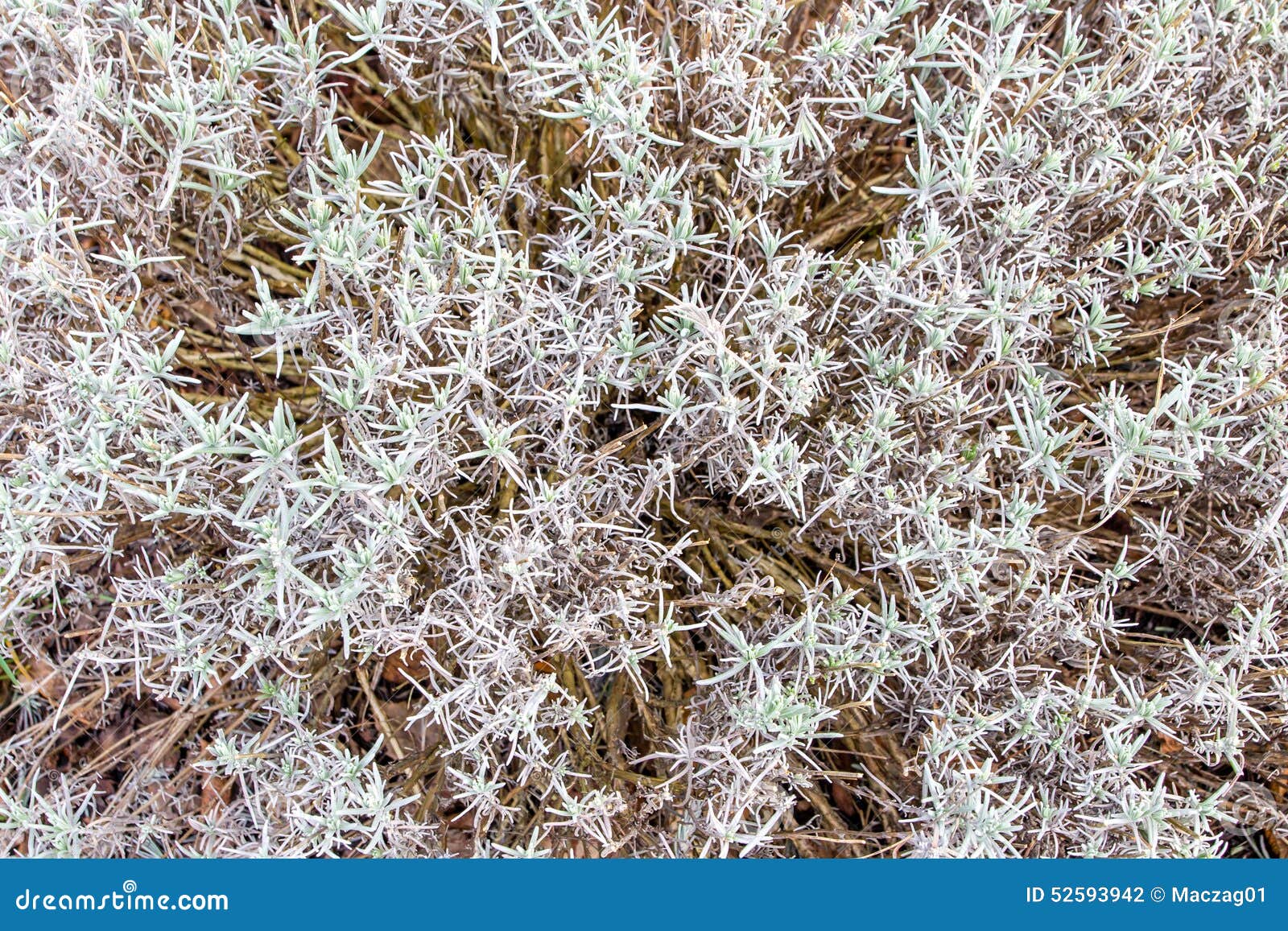 Textura de la lavanda foto de archivo. Imagen de textura - 52593942