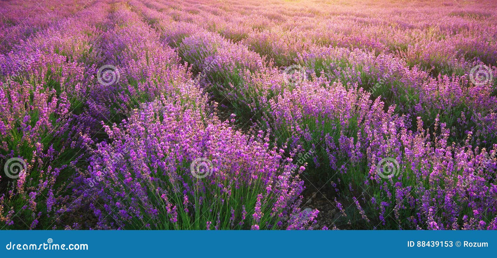Textura de la lavanda imagen de archivo. Imagen de azul - 88439153