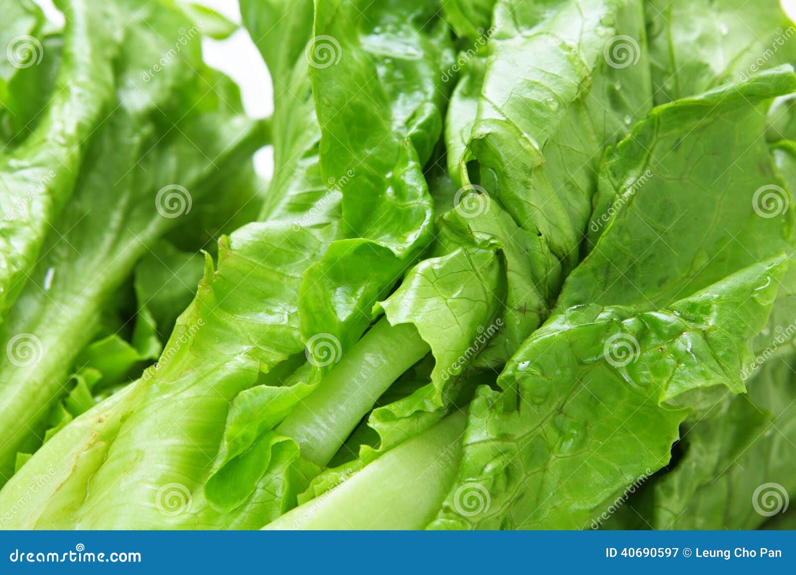 Textura de la lechuga imagen de archivo. Imagen de cosecha - 40690597