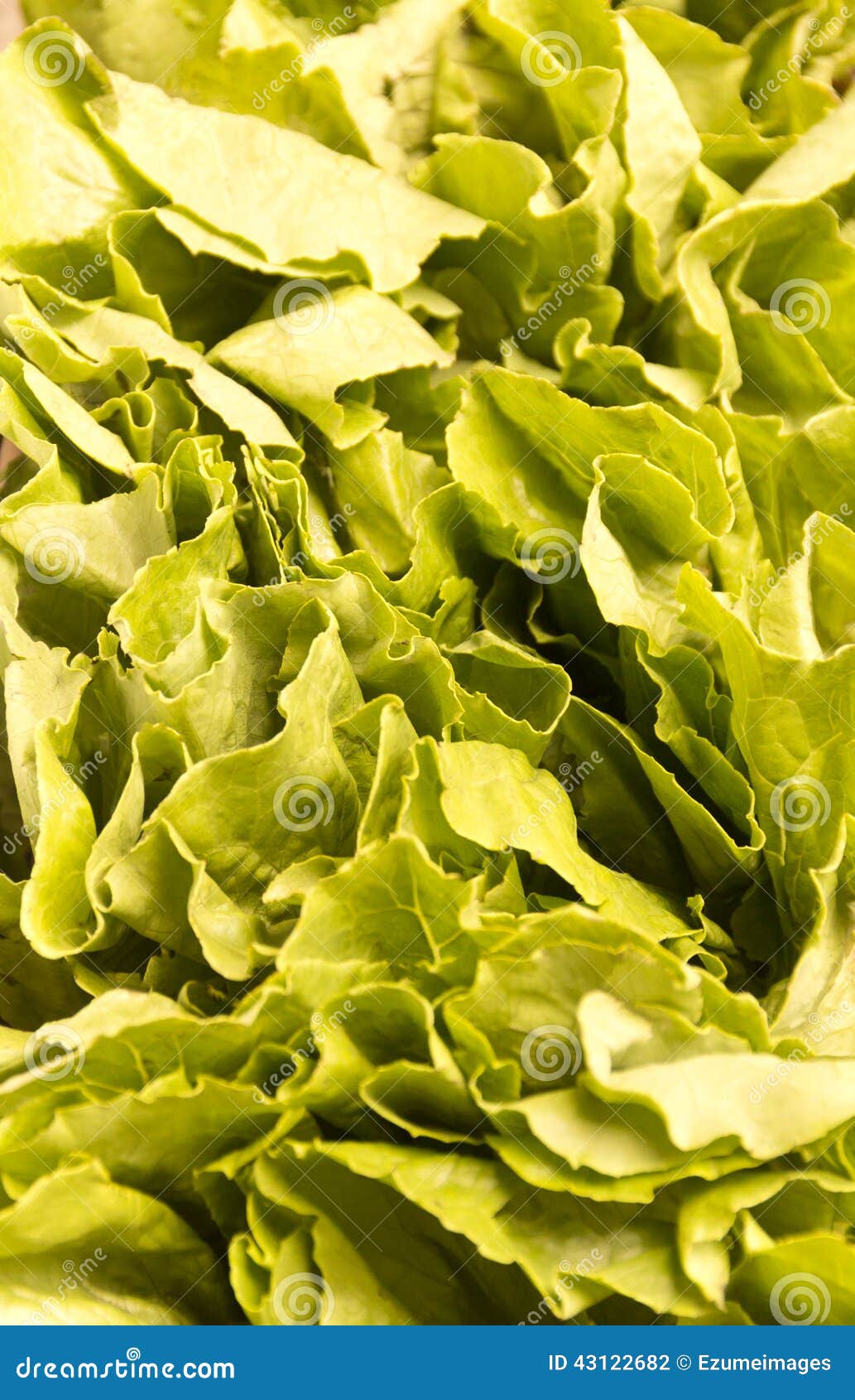 Textura de la lechuga foto de archivo. Imagen de alimento - 43122682