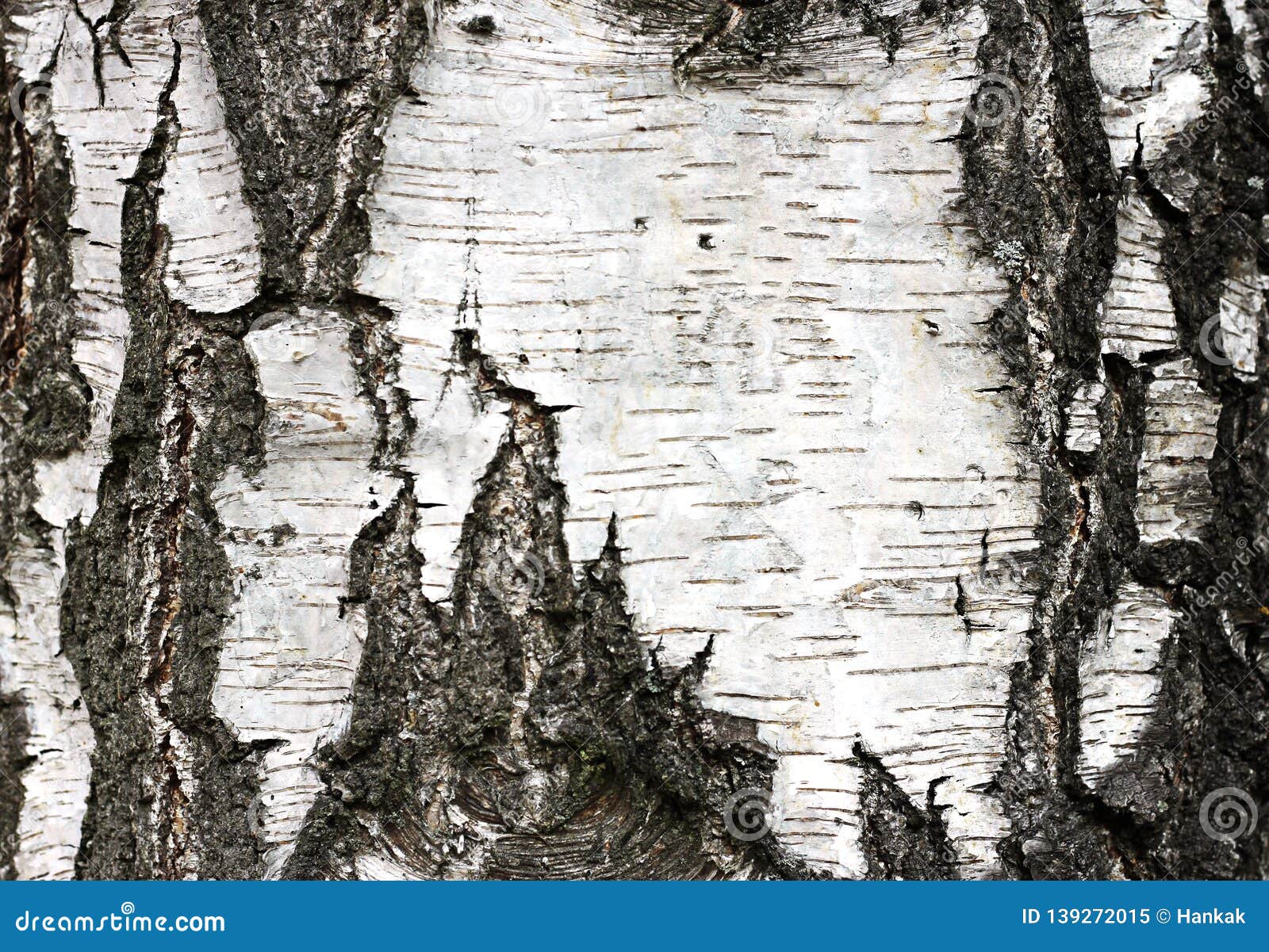 Textura De La Madera De Abedul Textura De Madera Imagen de archivo ...