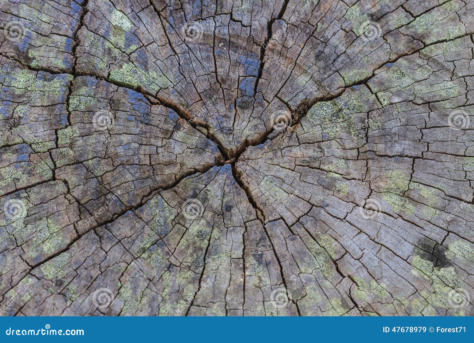 Textura De La Madera De La Corteza Imagen de archivo - Imagen de sierra ...