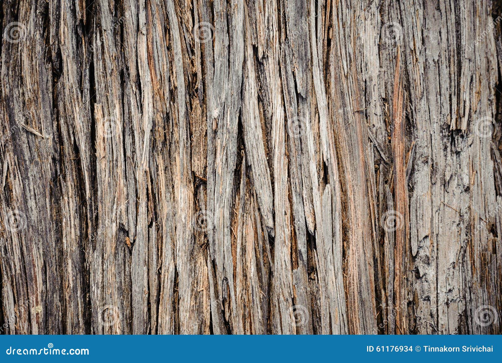 Textura De La Madera De La Corteza Foto de archivo - Imagen de ...