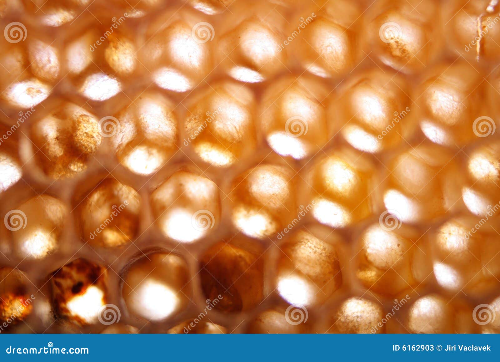 Textura de la miel imagen de archivo. Imagen de macro - 6162903