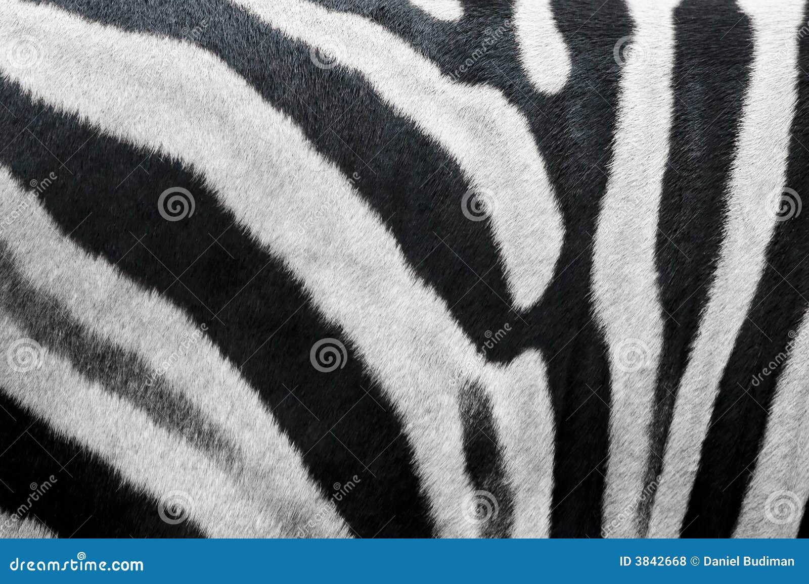 Textura De La Piel De La Cebra Foto de archivo - Imagen de modelo ...