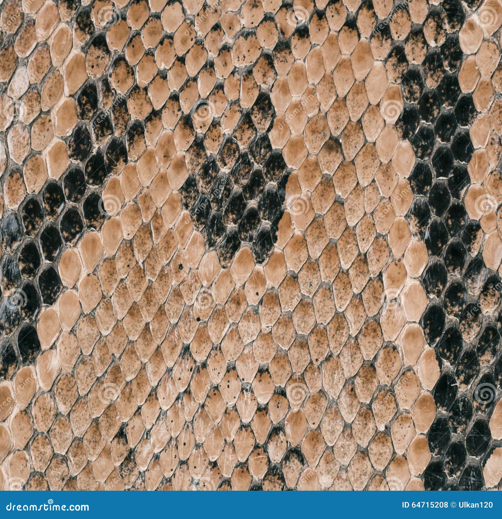 Textura De La Piel De Serpiente Como Fondo Foto de archivo - Imagen de ...