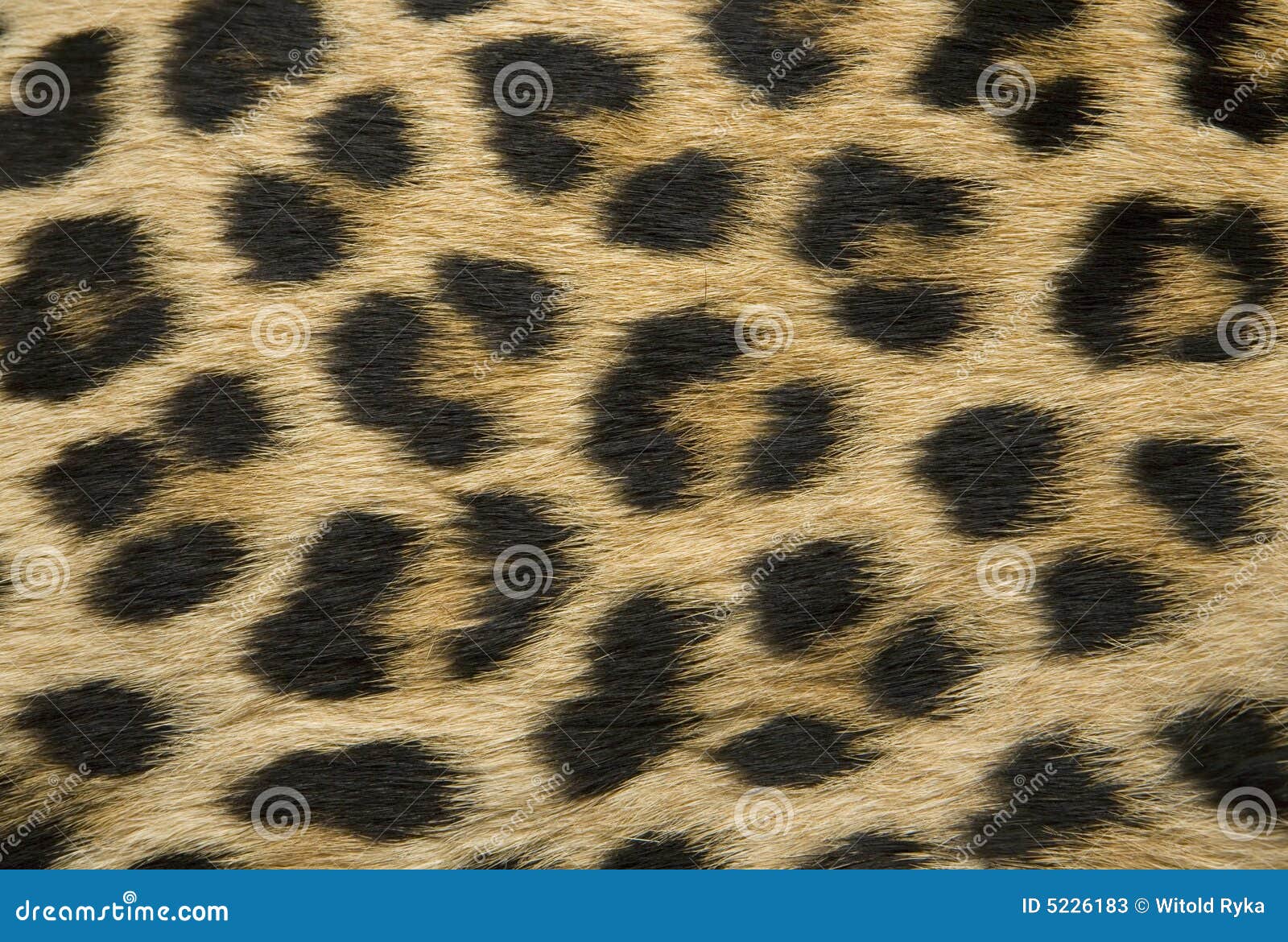 Textura De La Piel Del Leopardo Imagen de archivo - Imagen de cierre ...