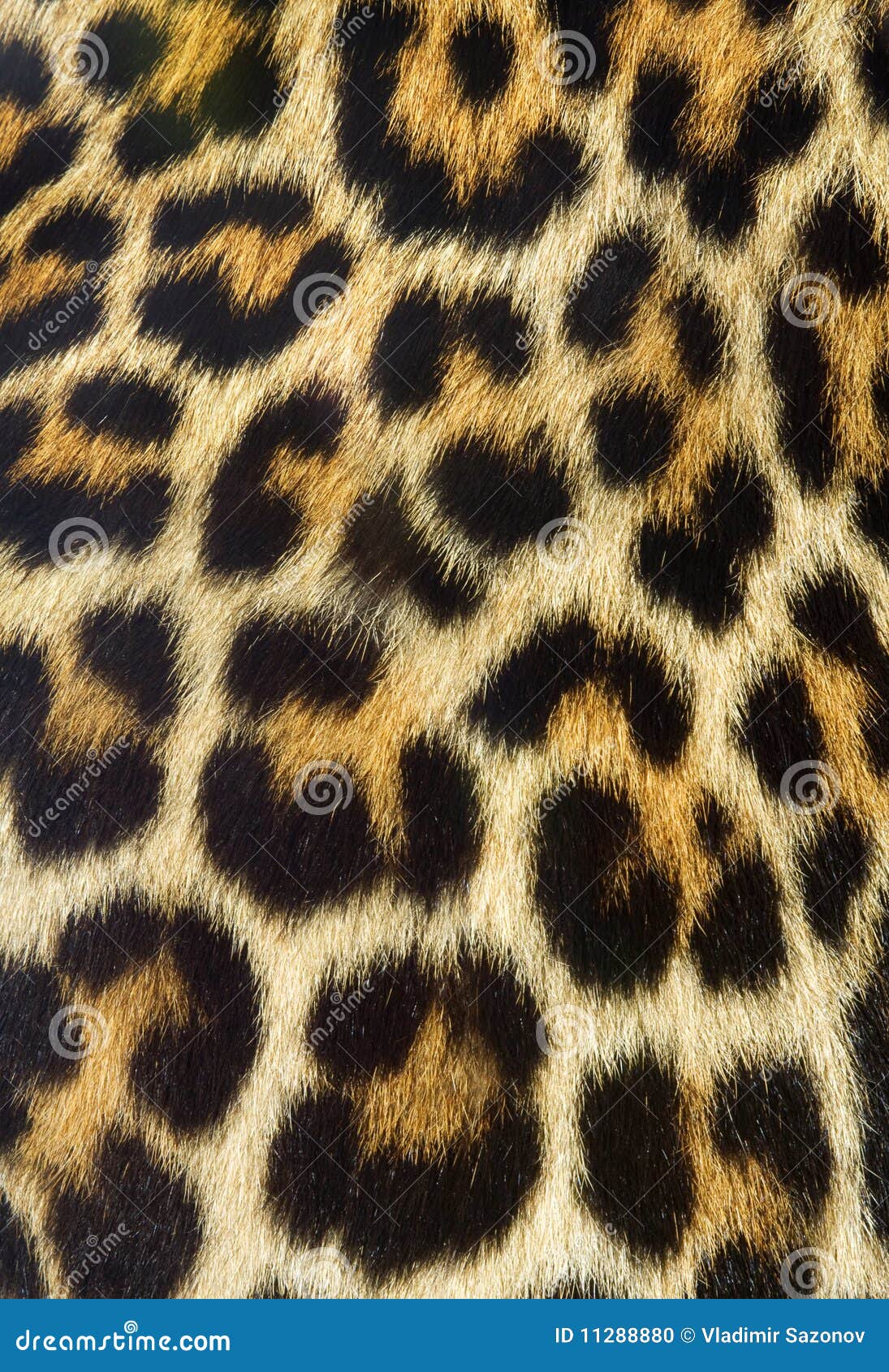 Textura De La Piel Del Leopardo (verdadera) Foto de archivo - Imagen de ...