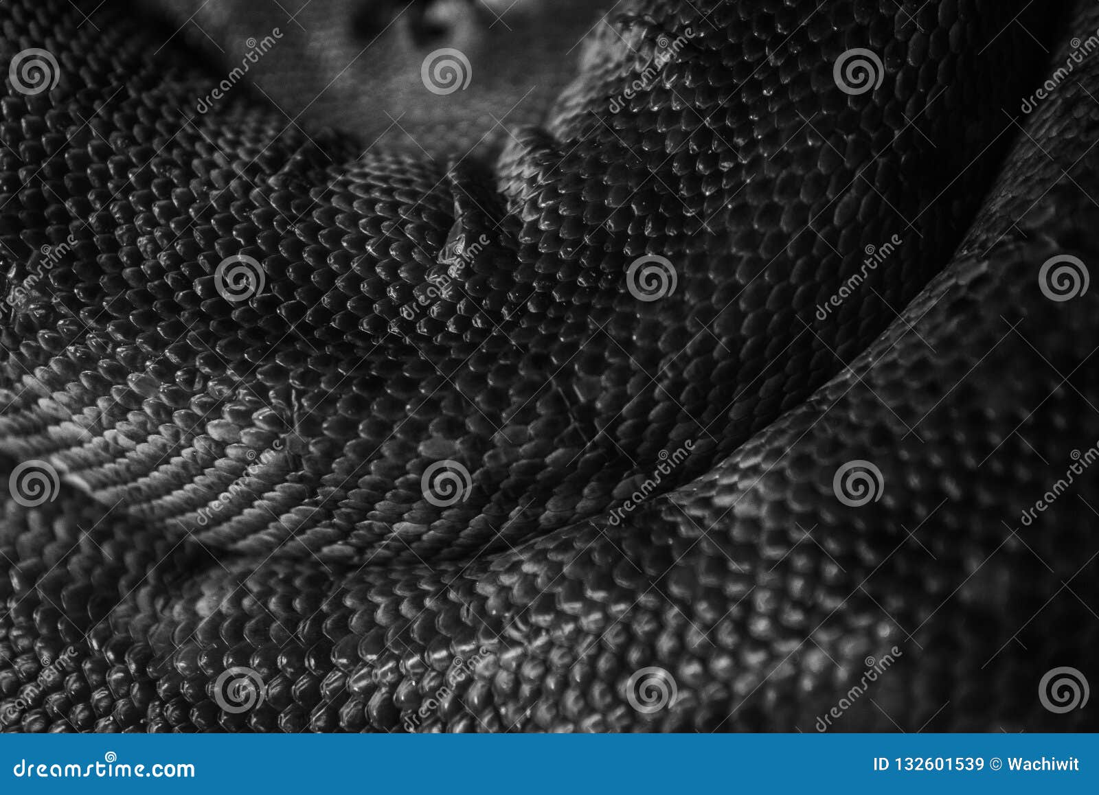 Textura De La Piel De Python En Blanco Y Negro Imagen de archivo ...