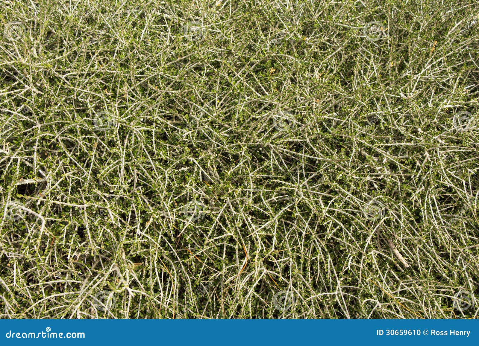 Textura De La Planta Del Palillo Foto de archivo - Imagen de cobertura ...