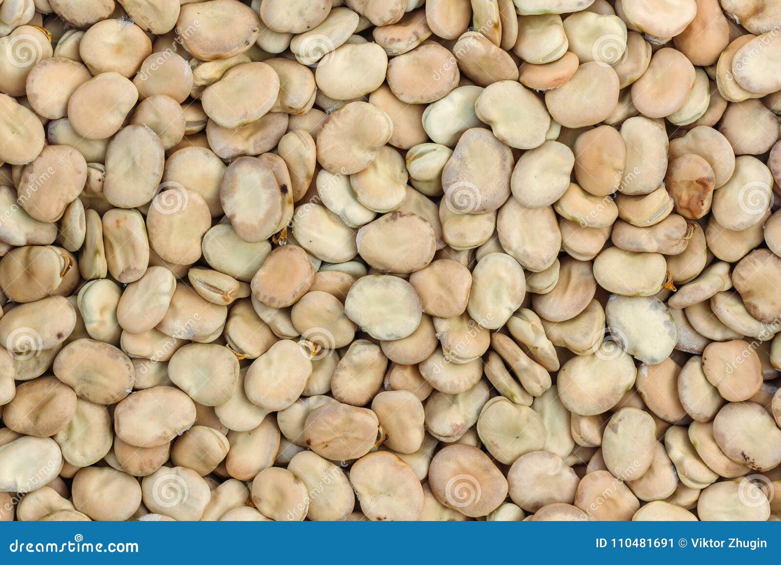 Textura De La Semilla De Las Habas Imagen de archivo - Imagen de ...