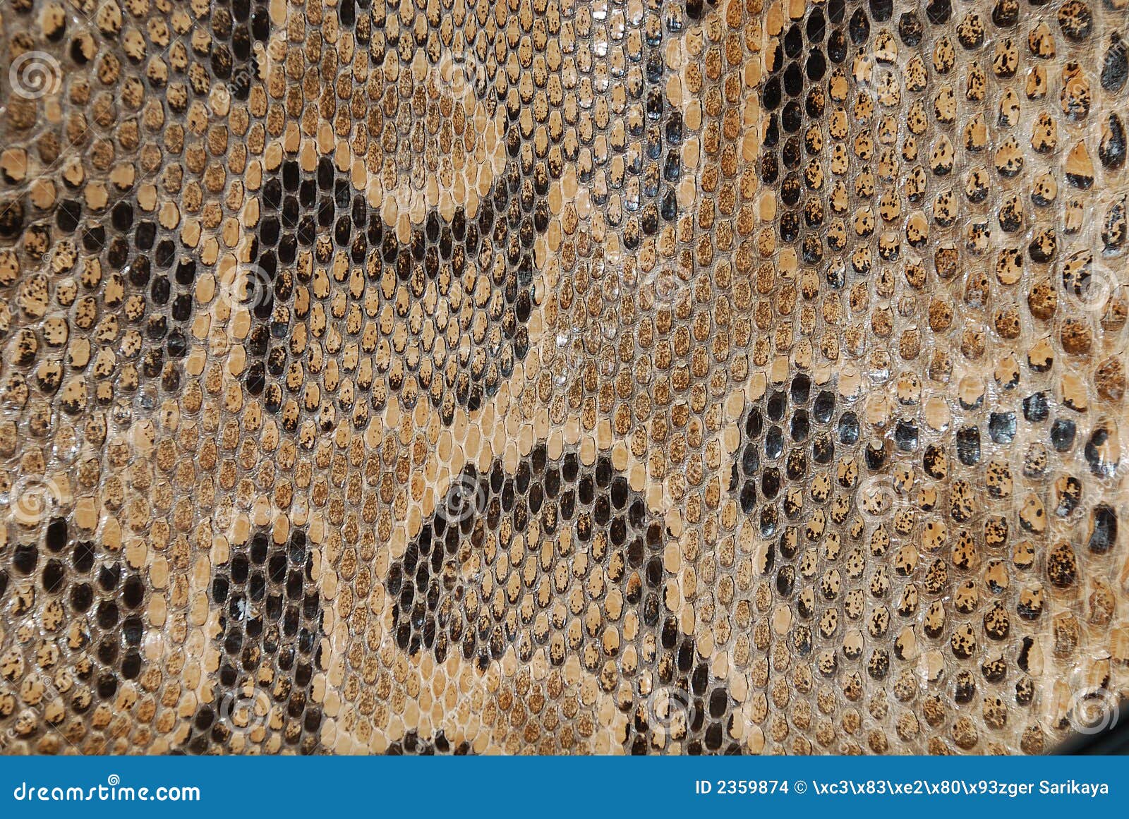 Textura de la serpiente foto de archivo. Imagen de espeluznante - 2359874