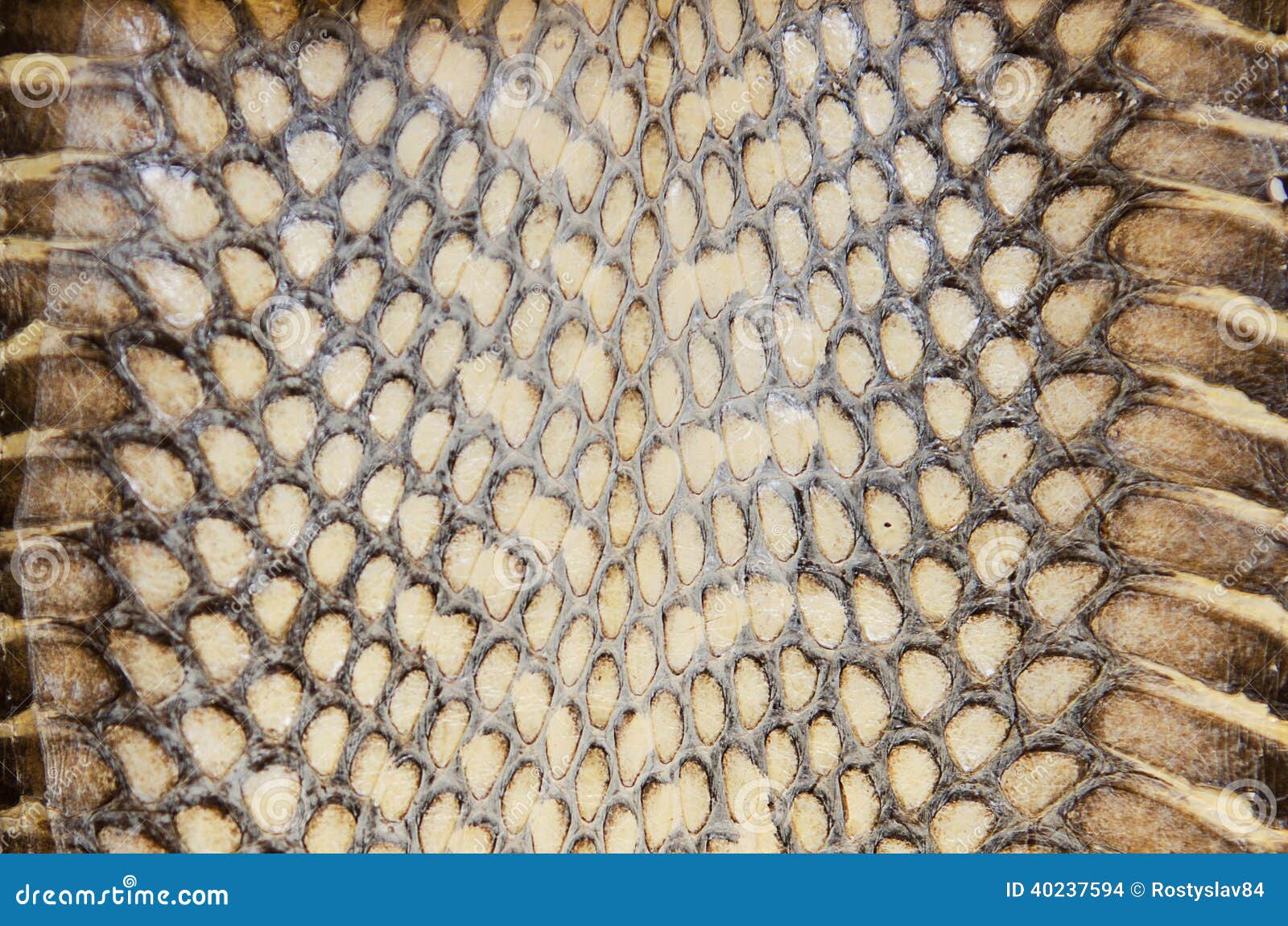 Textura de la serpiente foto de archivo. Imagen de veneno - 40237594