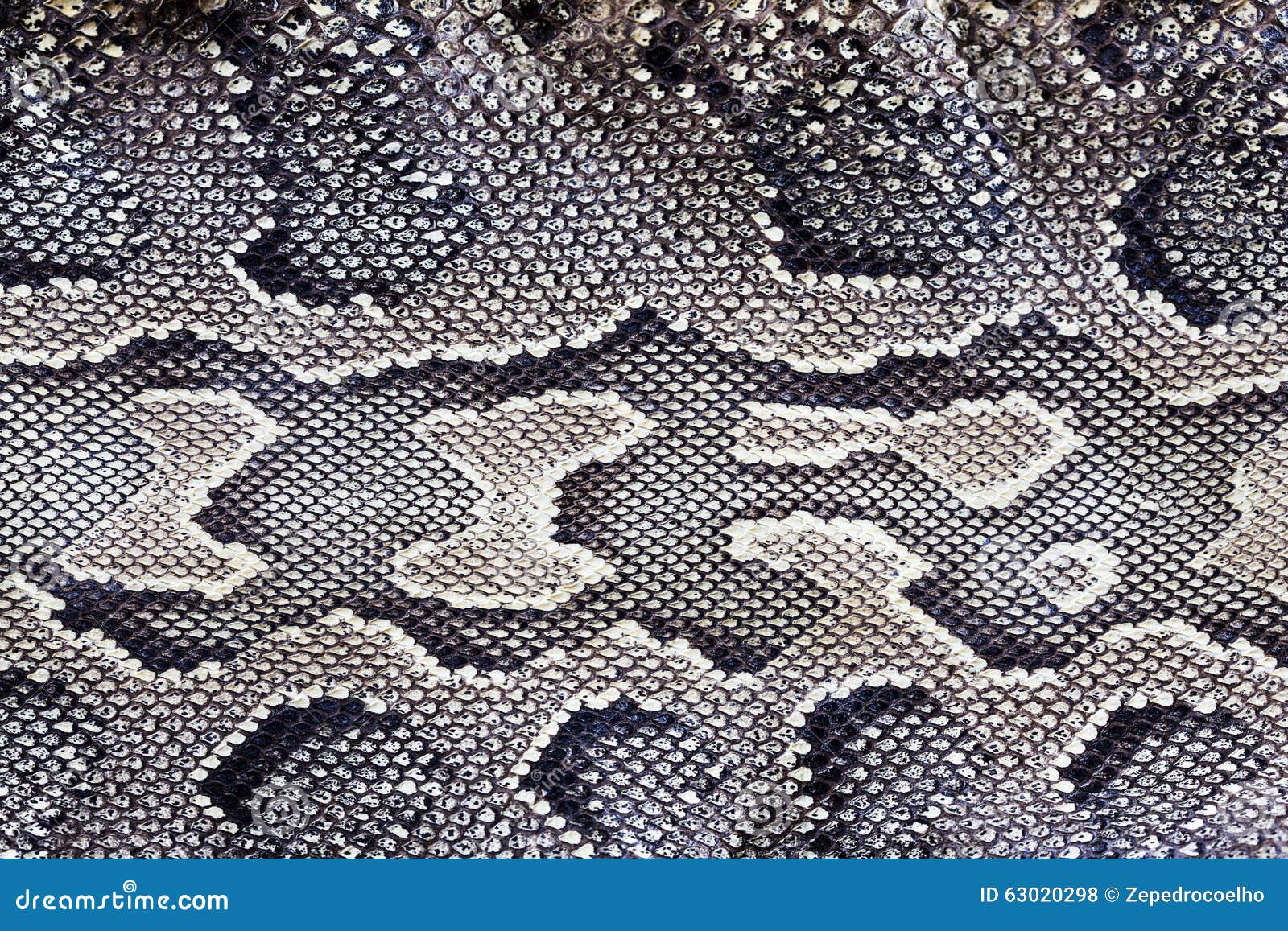 Textura de la serpiente foto de archivo. Imagen de cuero - 63020298