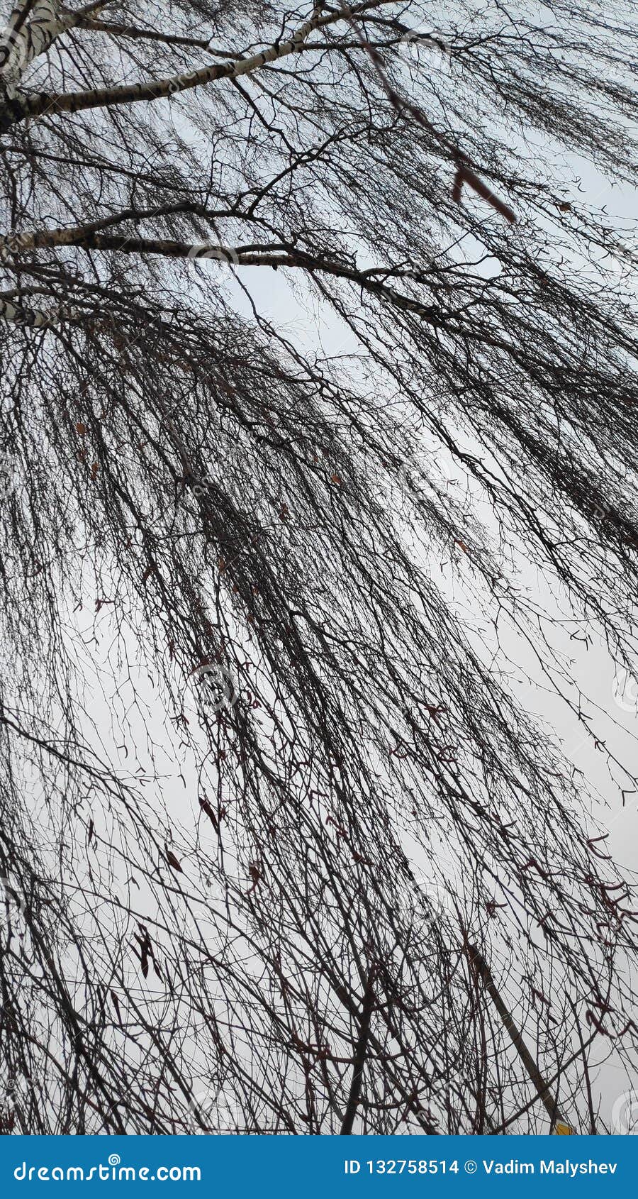 Textura De Las Ramas Del Abedul Foto de archivo - Imagen de cielo ...