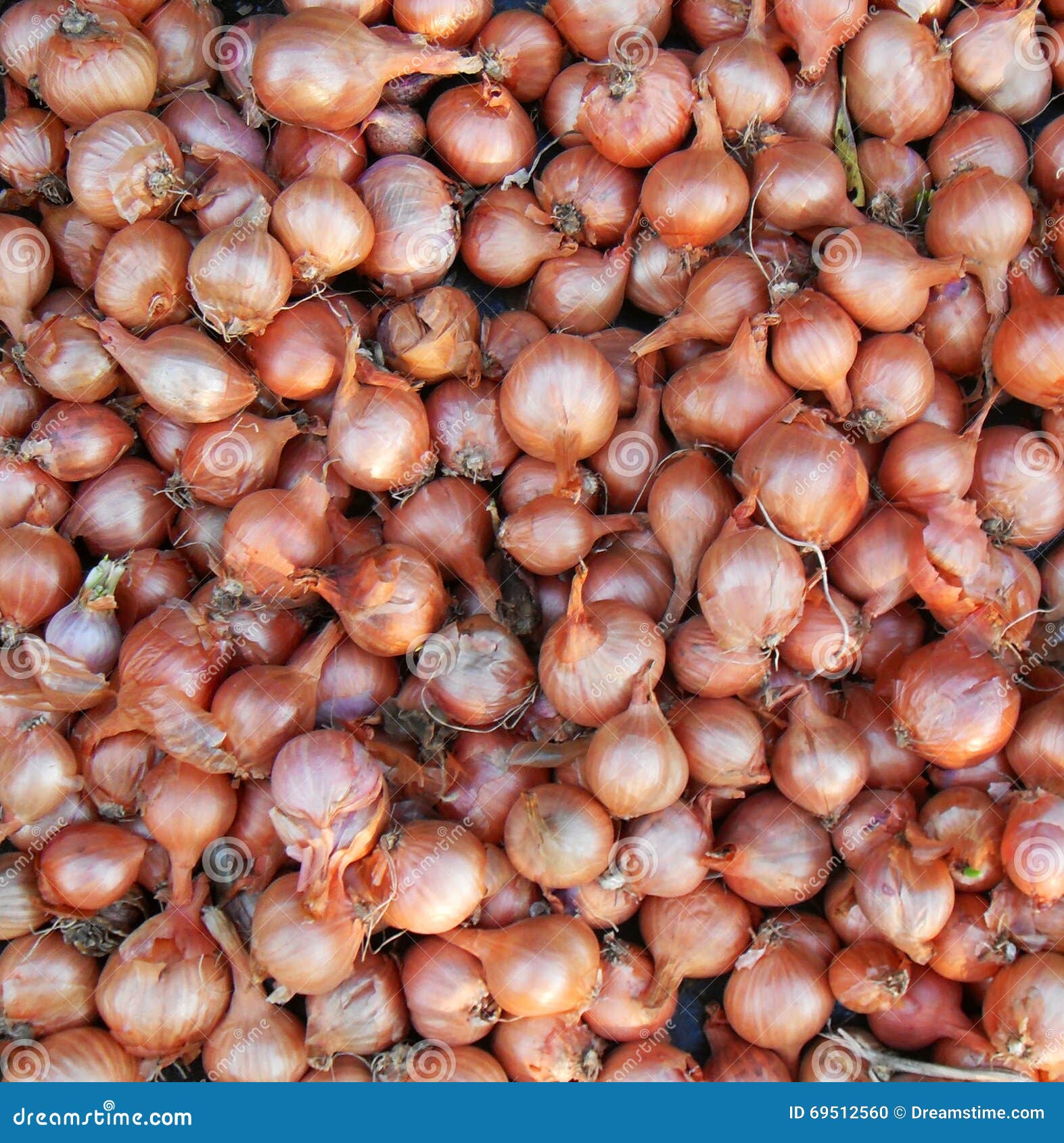 Textura De Los Bulbos De La Cebolla Foto de archivo - Imagen de redondo ...