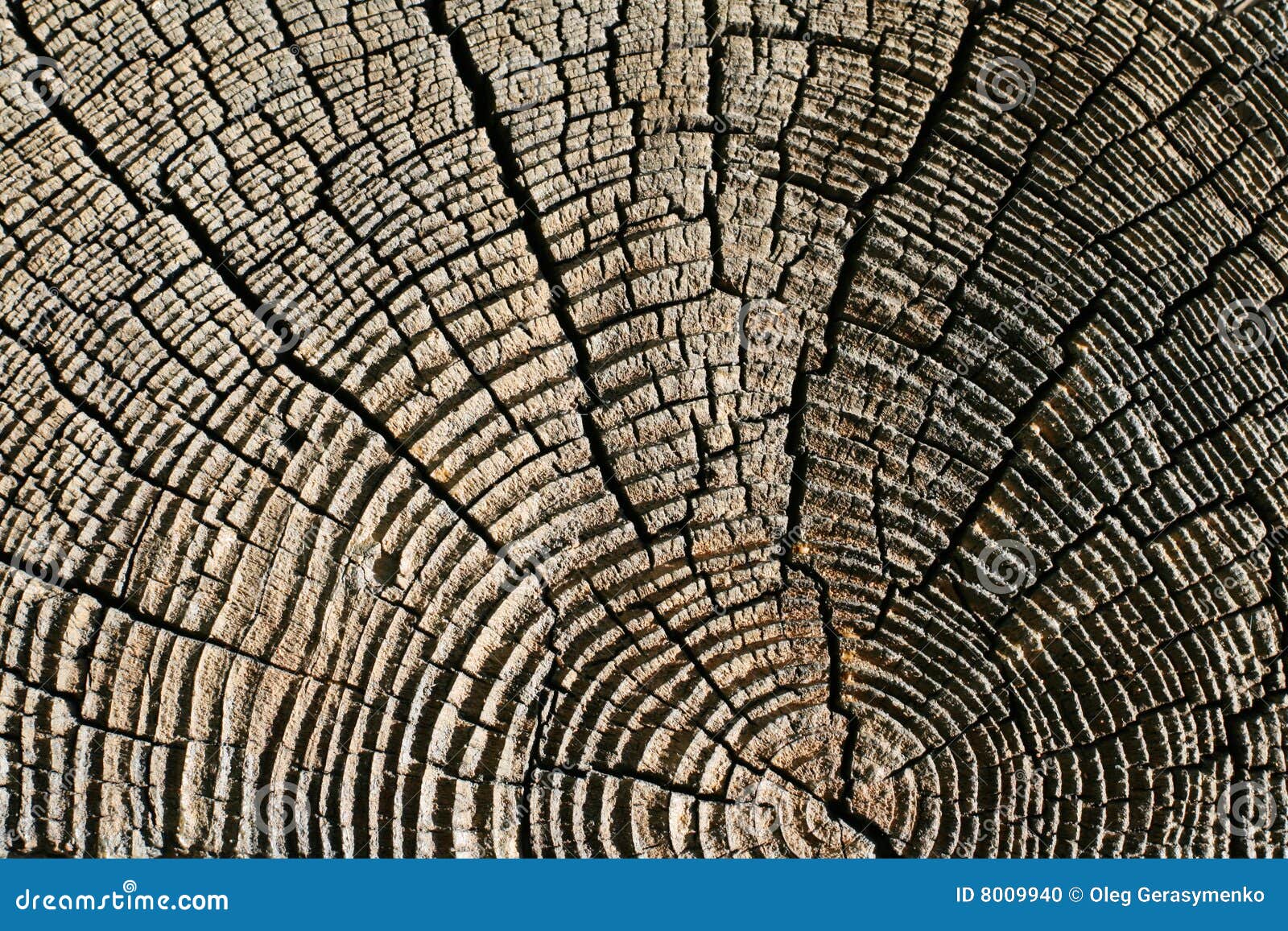 Textura De Madeira Do Pinho Foto de Stock - Imagem de fatia, listrado ...