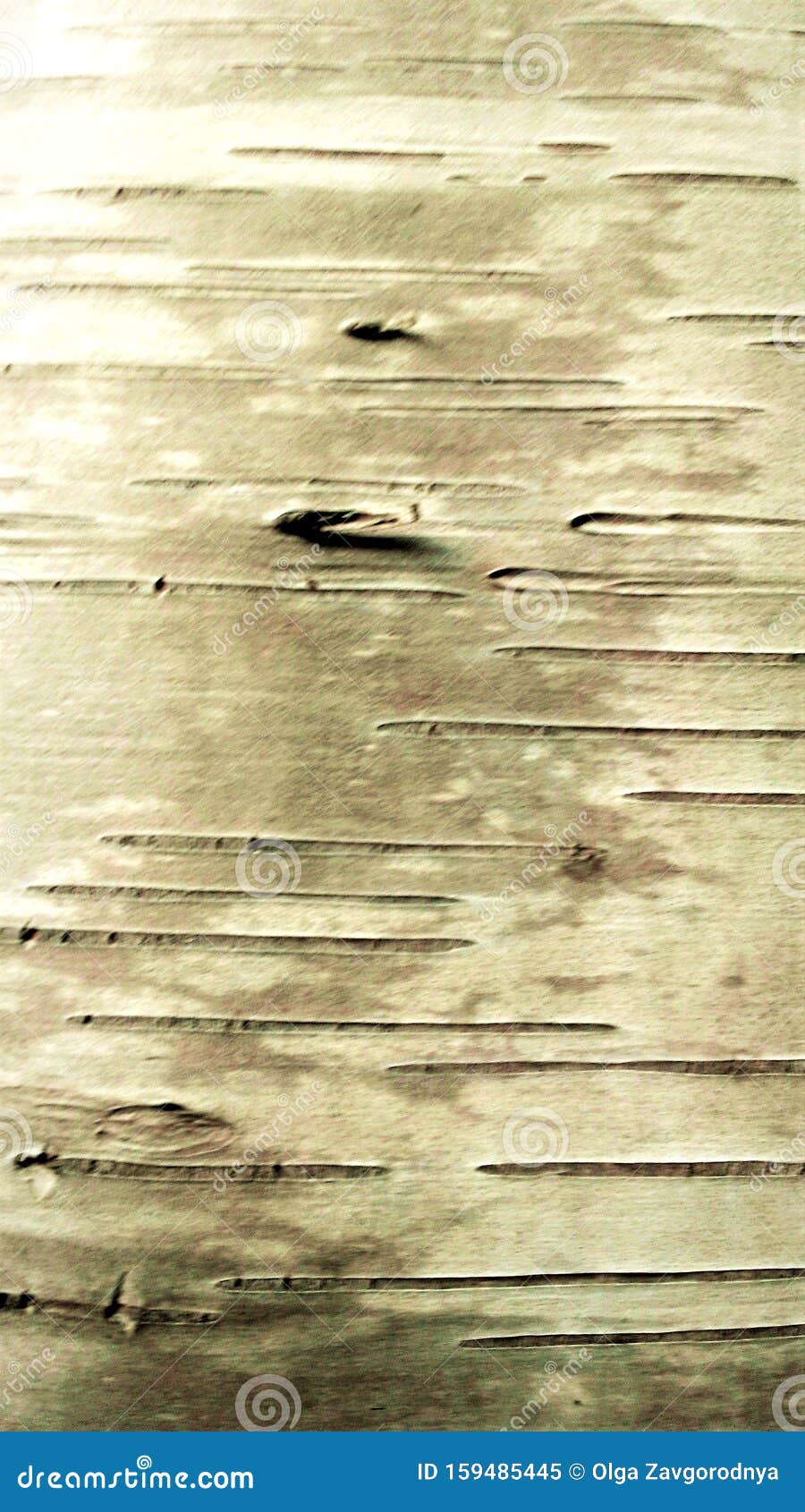 Textura De Madera De Abedul Natural Imagen de archivo - Imagen de ...
