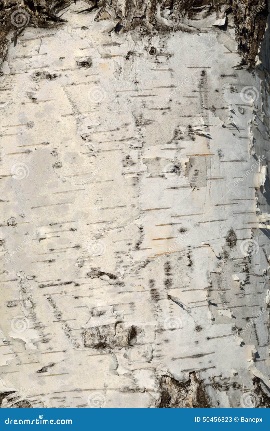 Textura De Madera De Abedul Imagen de archivo - Imagen de oscuro ...