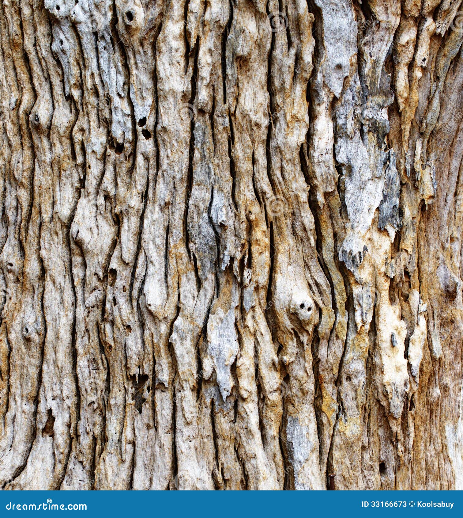 Textura De Madera Del árbol Imagen de archivo - Imagen de grano ...