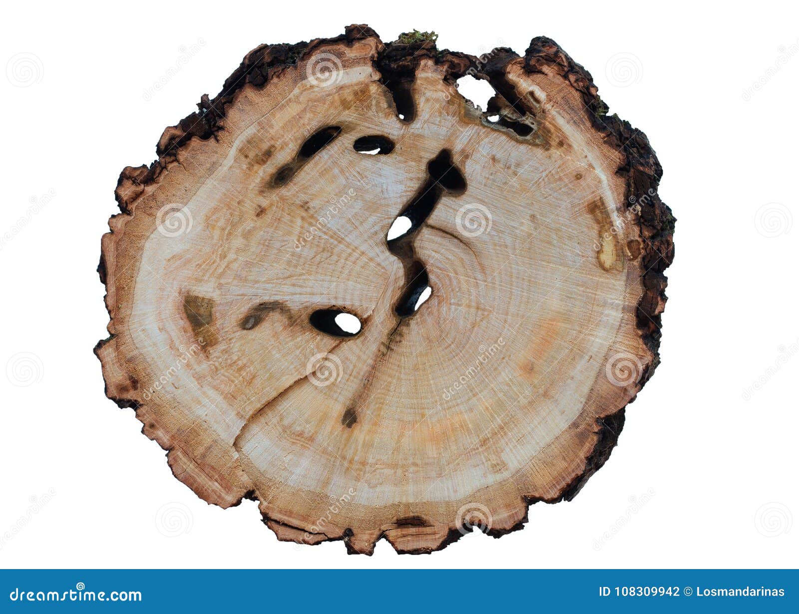 Textura De Madera Del Aliso Foto de archivo - Imagen de rebanada ...