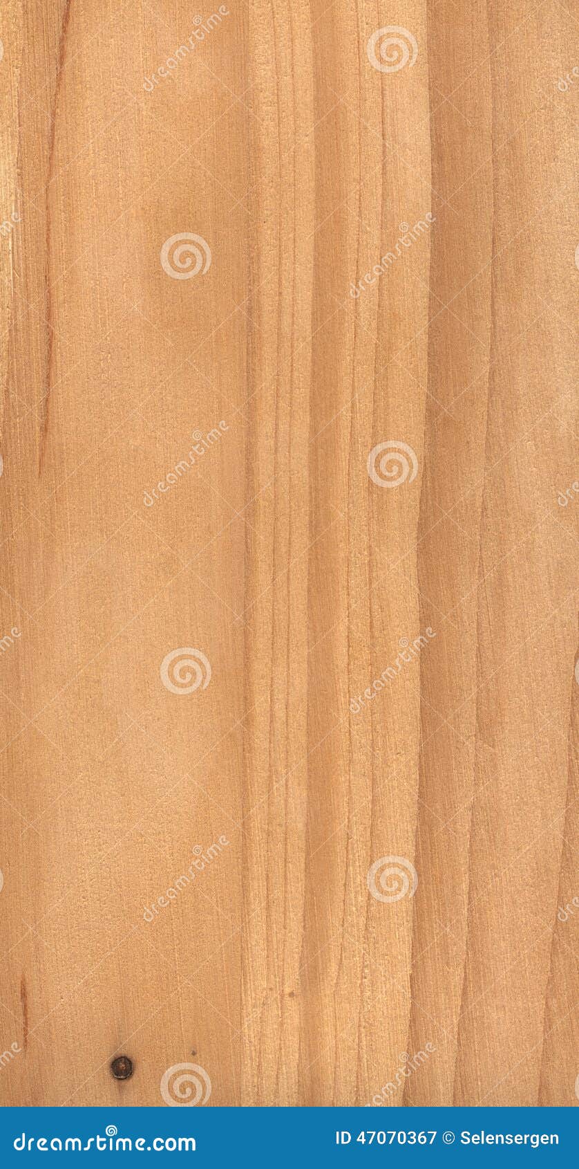 Textura de madera del arce imagen de archivo. Imagen de primer - 47070367