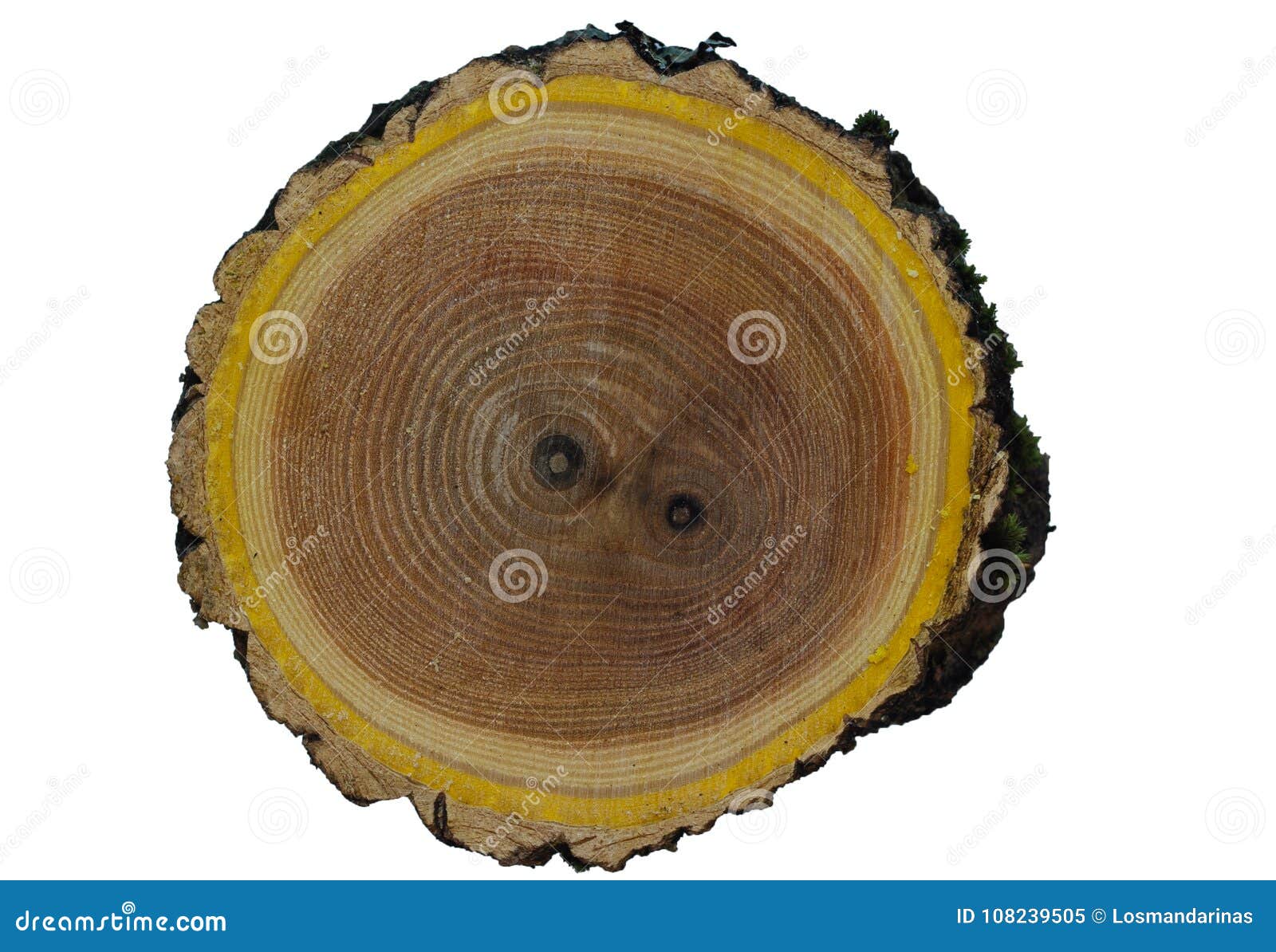 Textura de madera del olmo imagen de archivo. Imagen de aislado - 108239505