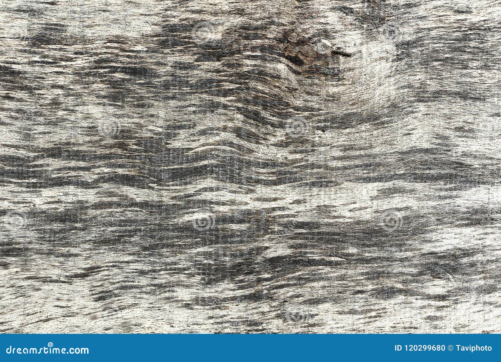 Textura de madera del olmo foto de archivo. Imagen de cierre - 120299680