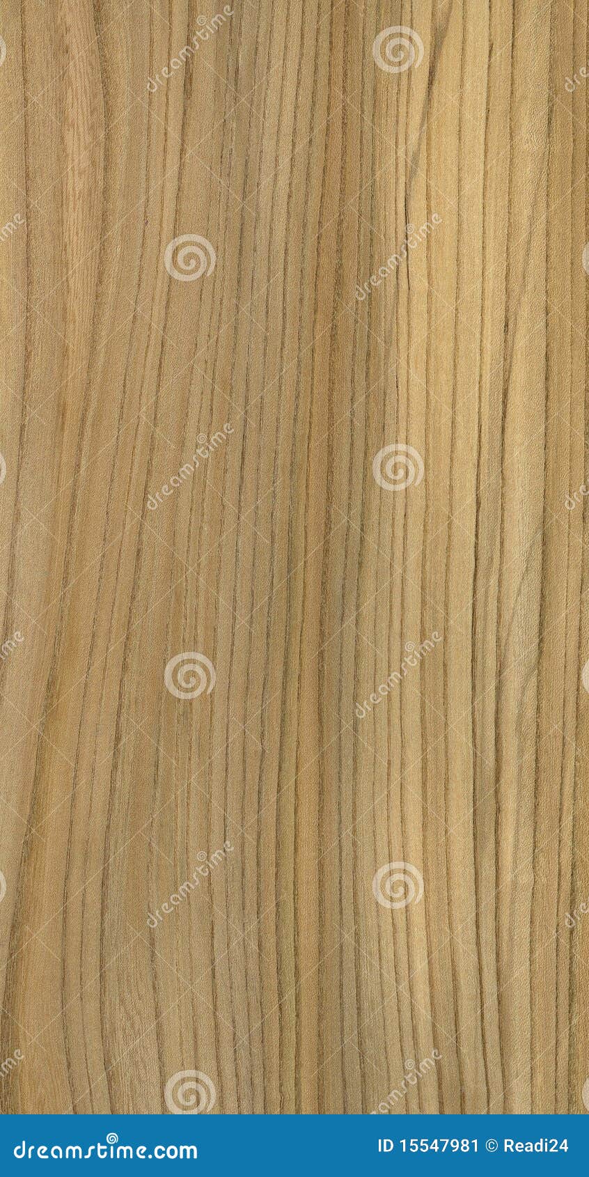 Textura de madera del olmo imagen de archivo. Imagen de lujo - 15547981