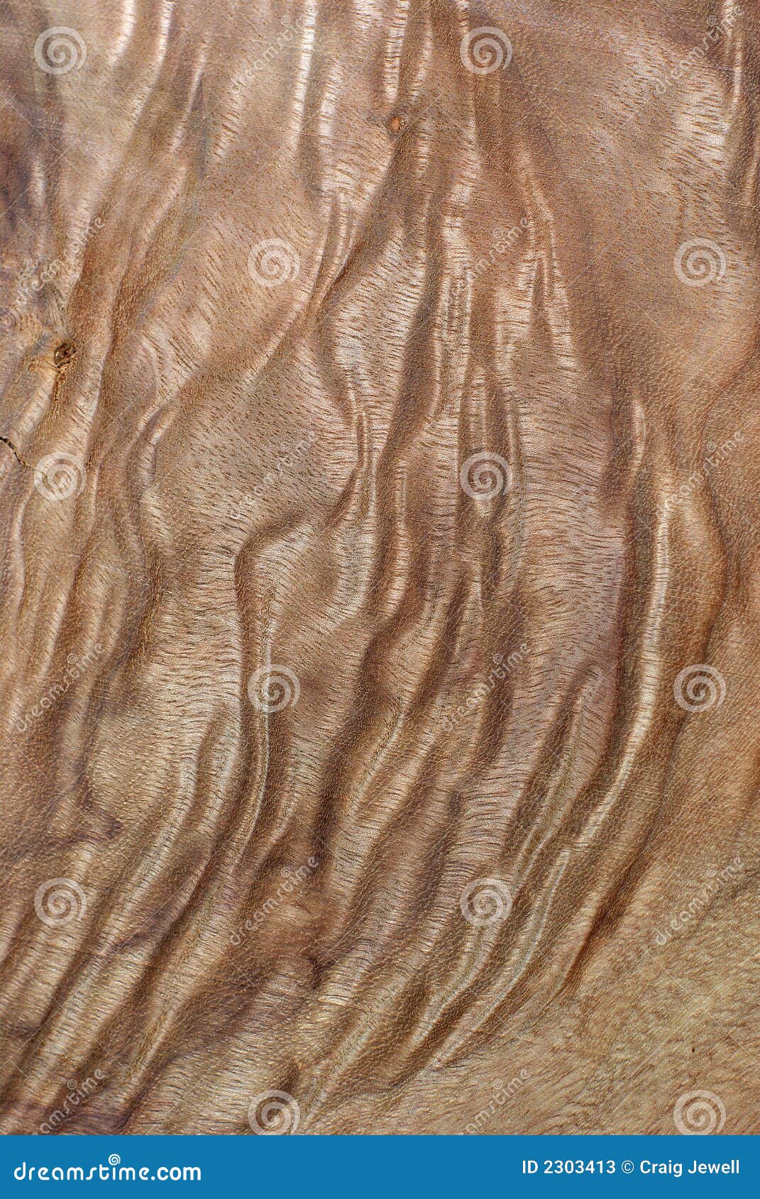 Textura De Madera: Laurel Del Alcanfor Imagen. Imagen: 2303413
