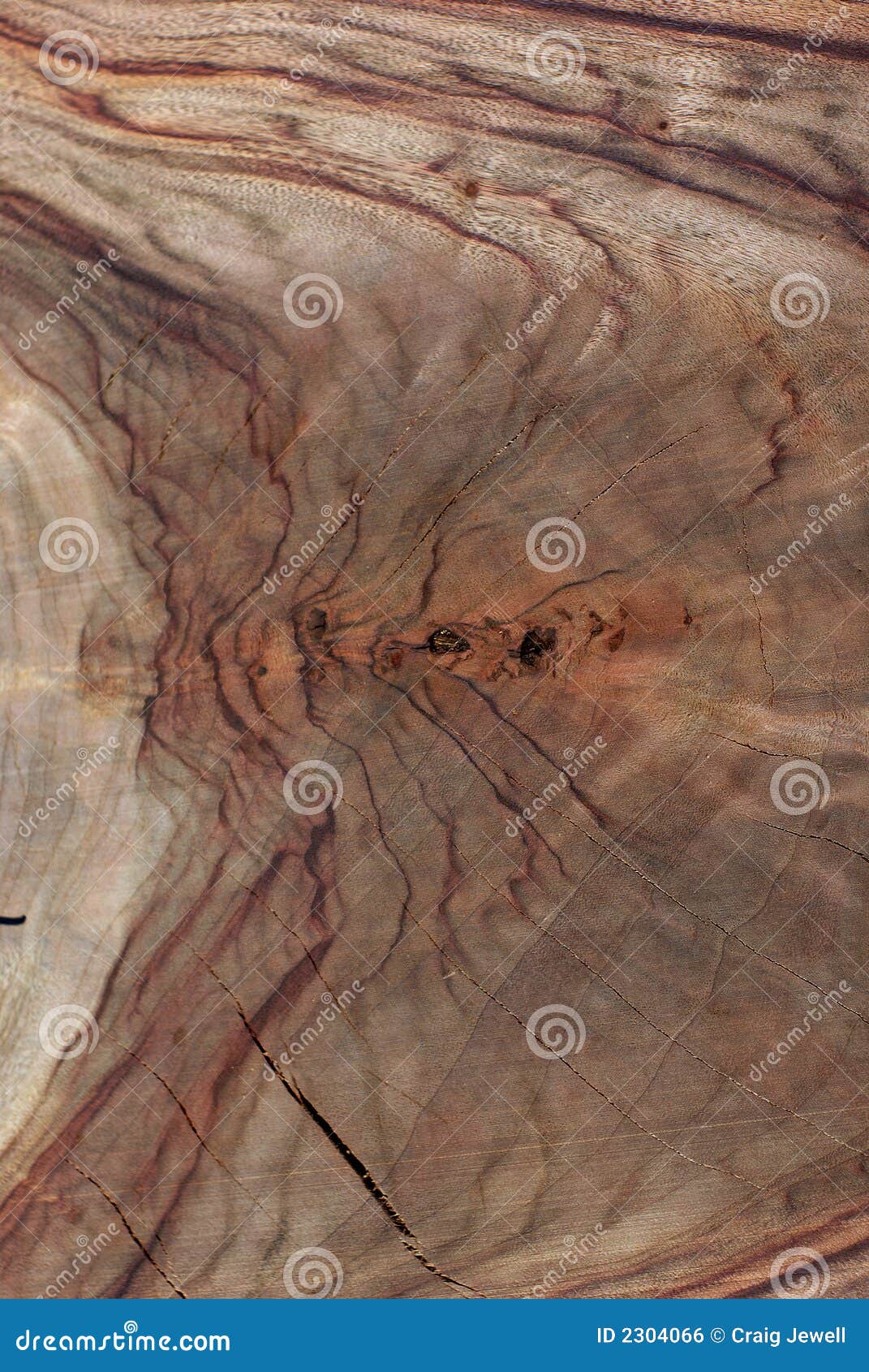 Textura De Madera: Laurel Del Alcanfor Imagen. Imagen: 2304066