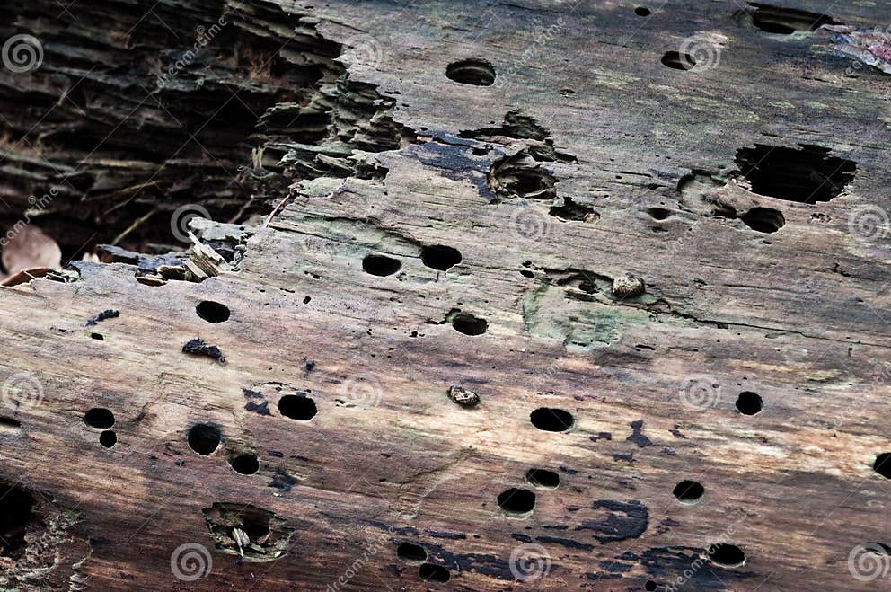 Textura De Madera Putrefacta Foto de archivo - Imagen de roto, contexto ...