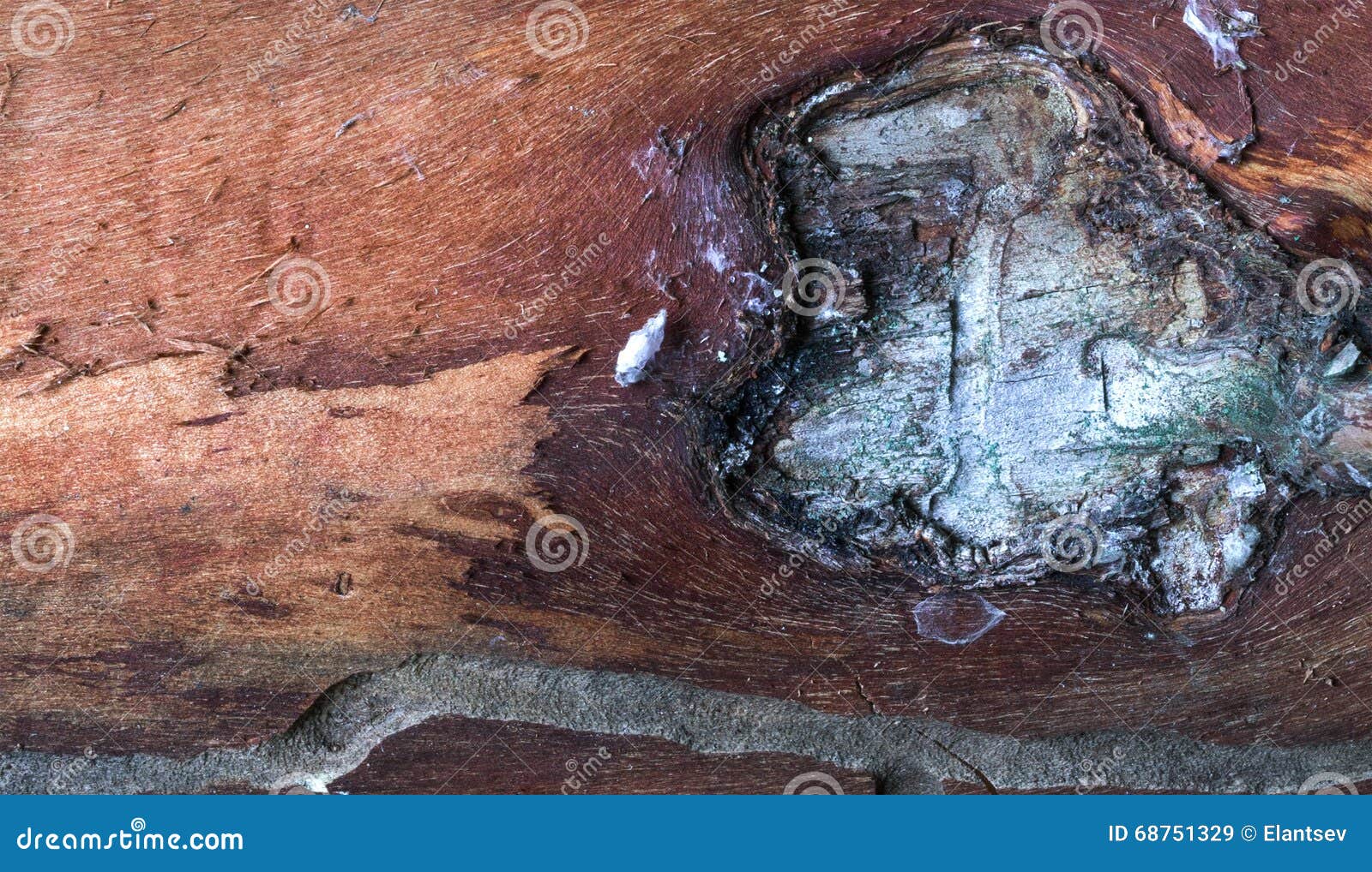 Textura De Madera Putrefacta Imagen de archivo - Imagen de historia ...