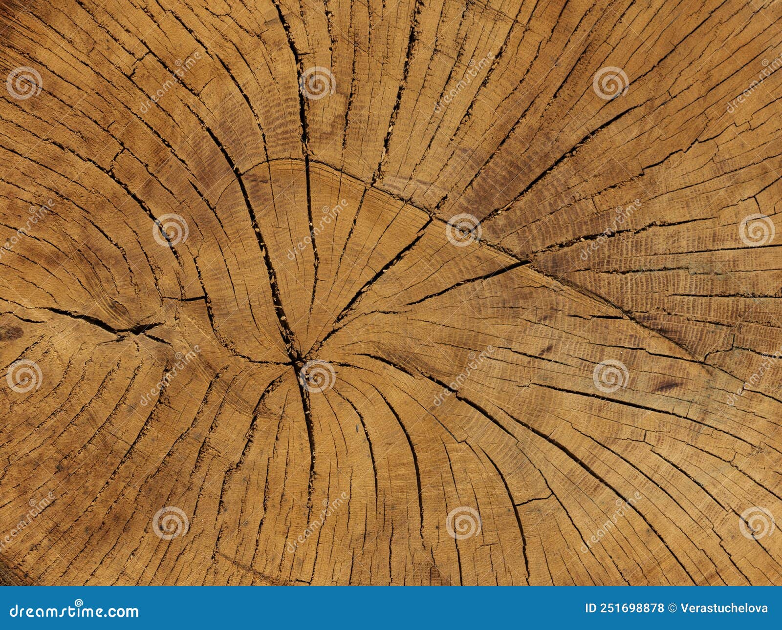 Textura De Madera De Tronco De Roble Antiguo Foto de archivo - Imagen ...