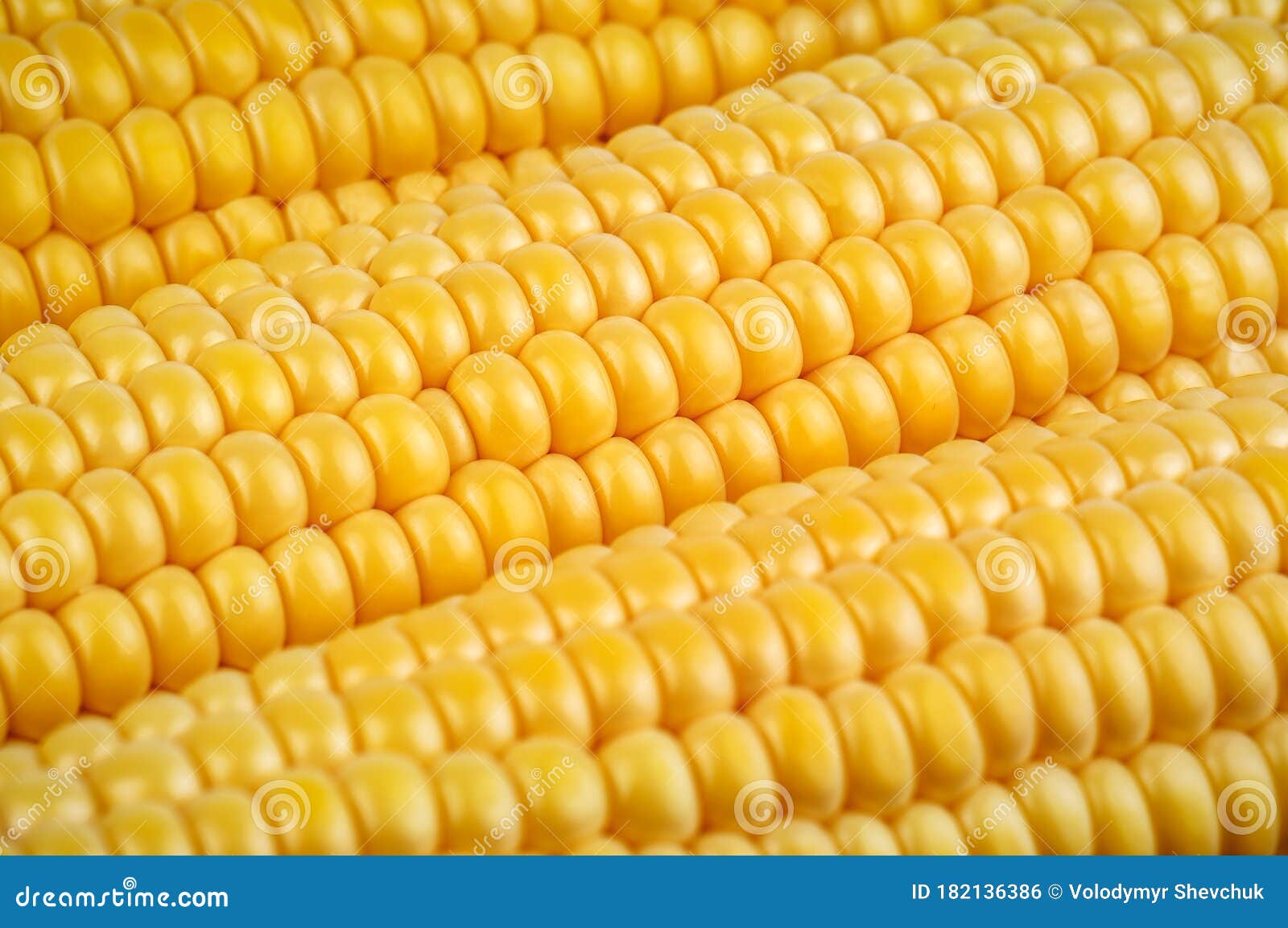 Textura de milho maduro foto de stock. Imagem de casca - 182136386