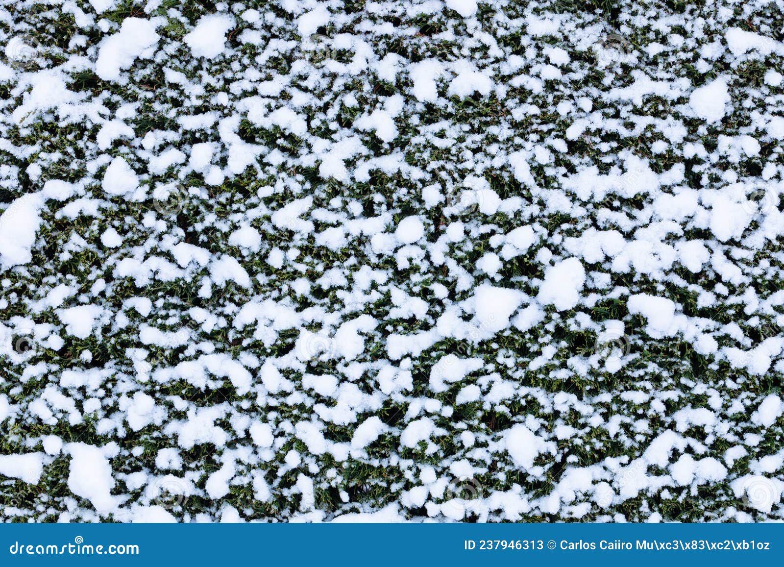 Texture of Snow on Hedges, Front View Stock Image - Image of pattern ...