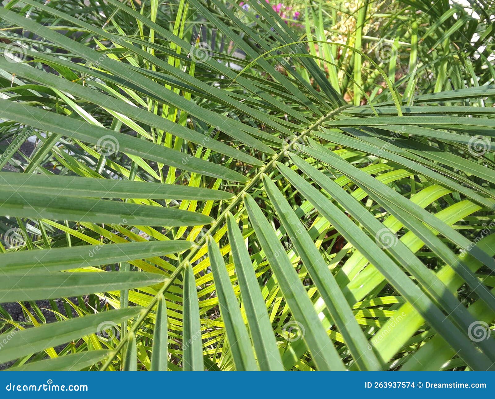 Textura de palma foto de archivo. Imagen de selva, césped - 263937574