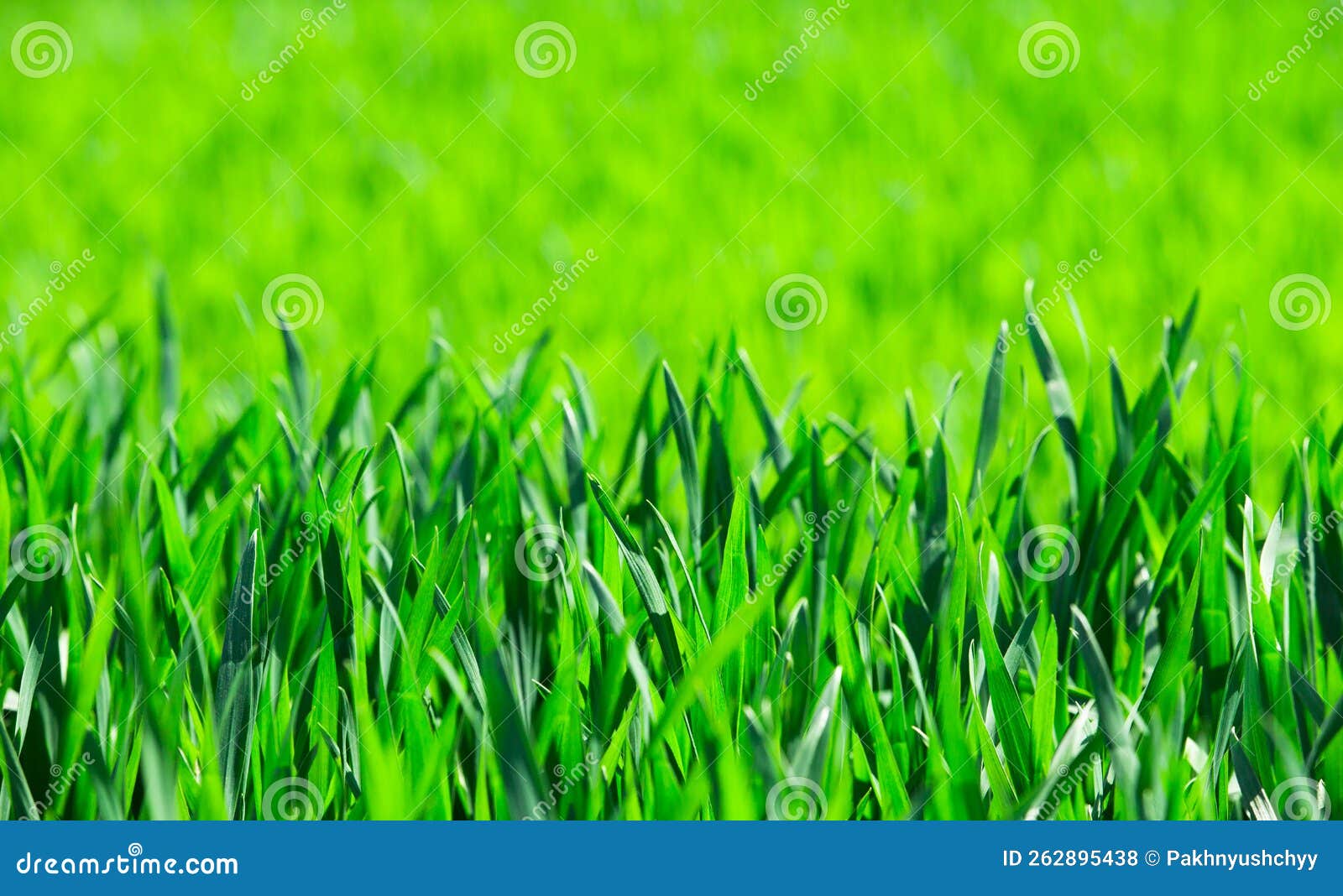 Textura de pasto foto de archivo. Imagen de rural, granja - 262895438