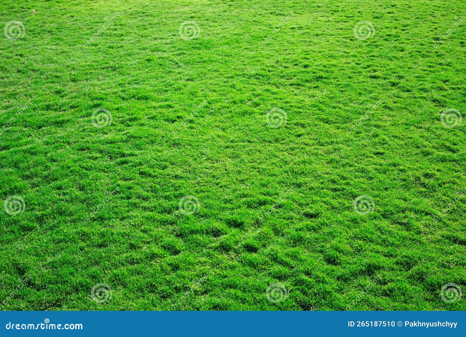 Textura de pasto foto de archivo. Imagen de llano, hierba - 265187510