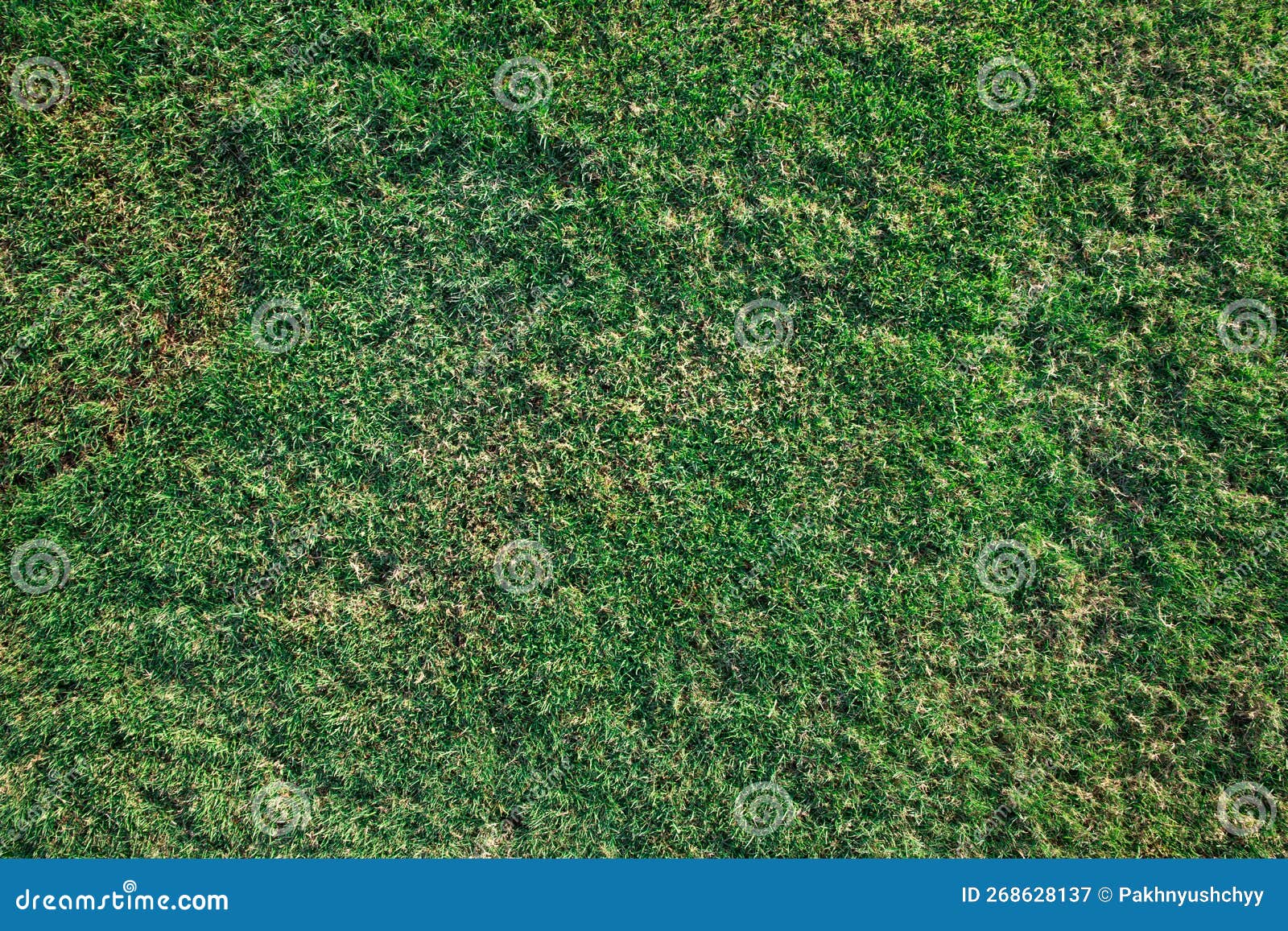 Textura de pasto imagen de archivo. Imagen de césped - 268628137