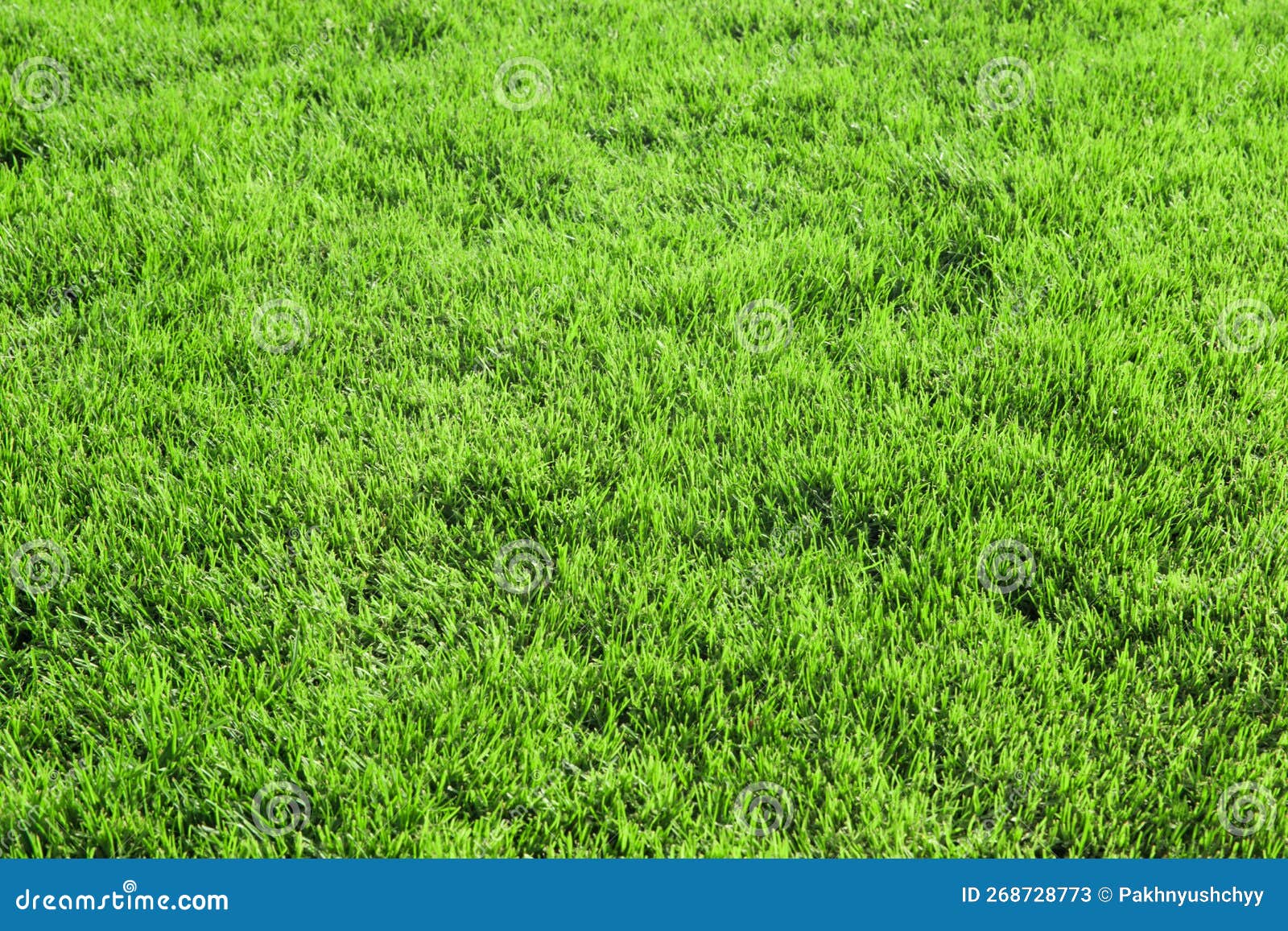 Textura de pasto imagen de archivo. Imagen de afuera - 268728773