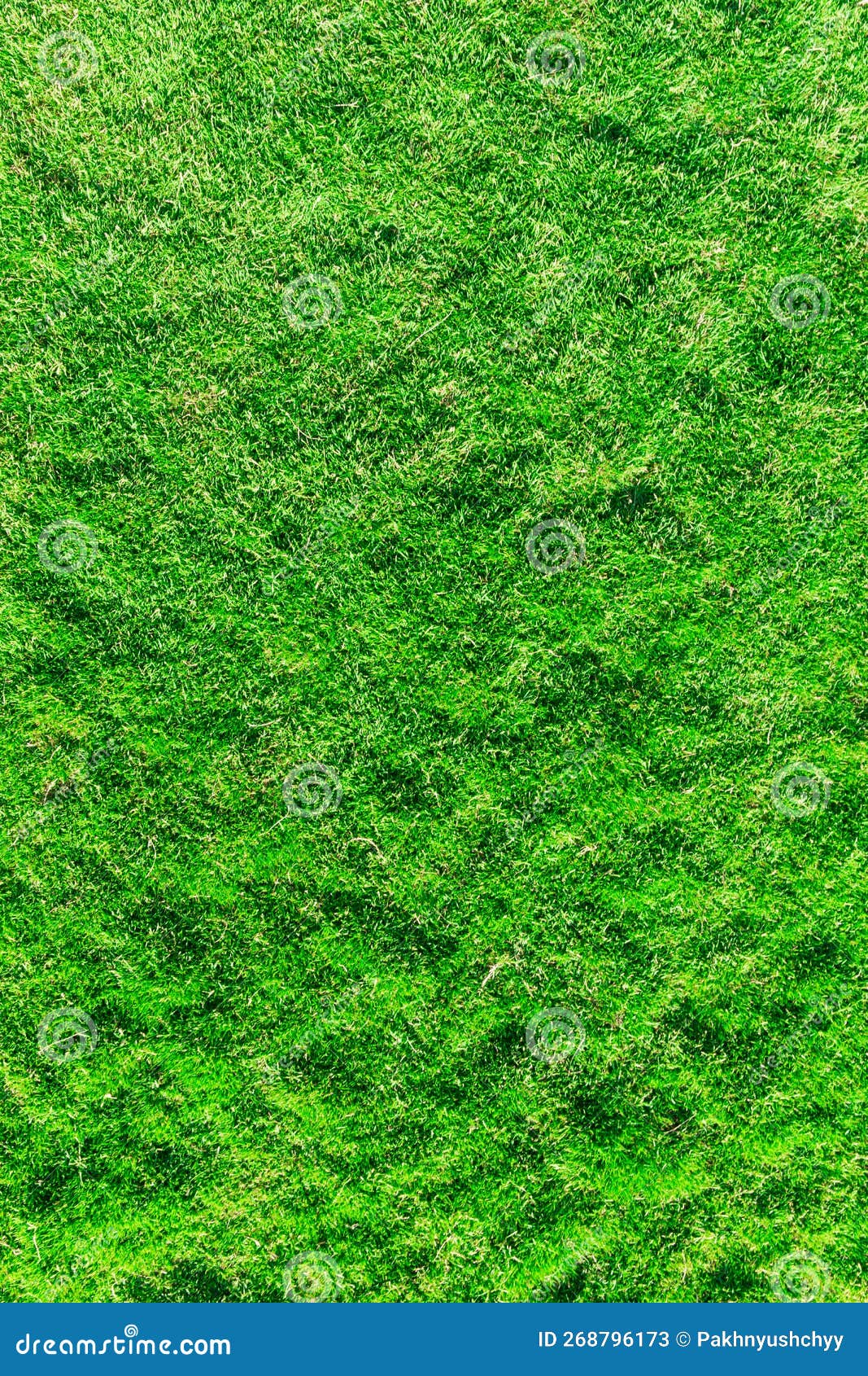 Textura de pasto imagen de archivo. Imagen de pista - 268796173