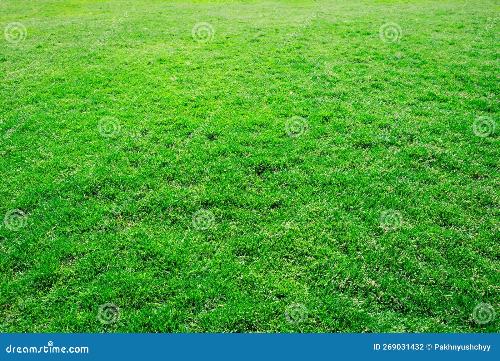 Textura de pasto foto de archivo. Imagen de pasto, rural - 269031432