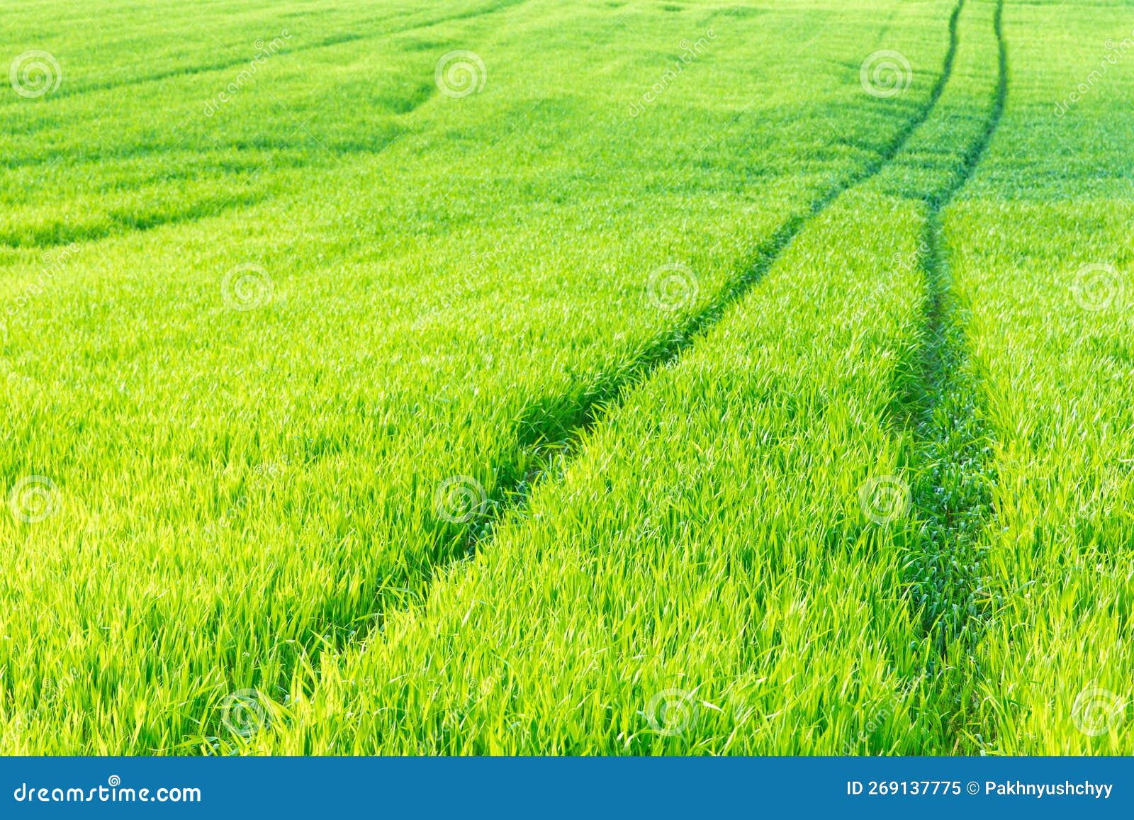 Textura de pasto imagen de archivo. Imagen de rural - 269137775
