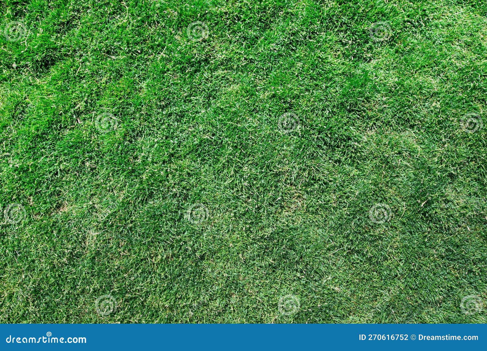 Textura de pasto foto de archivo. Imagen de afuera, granja - 270616752
